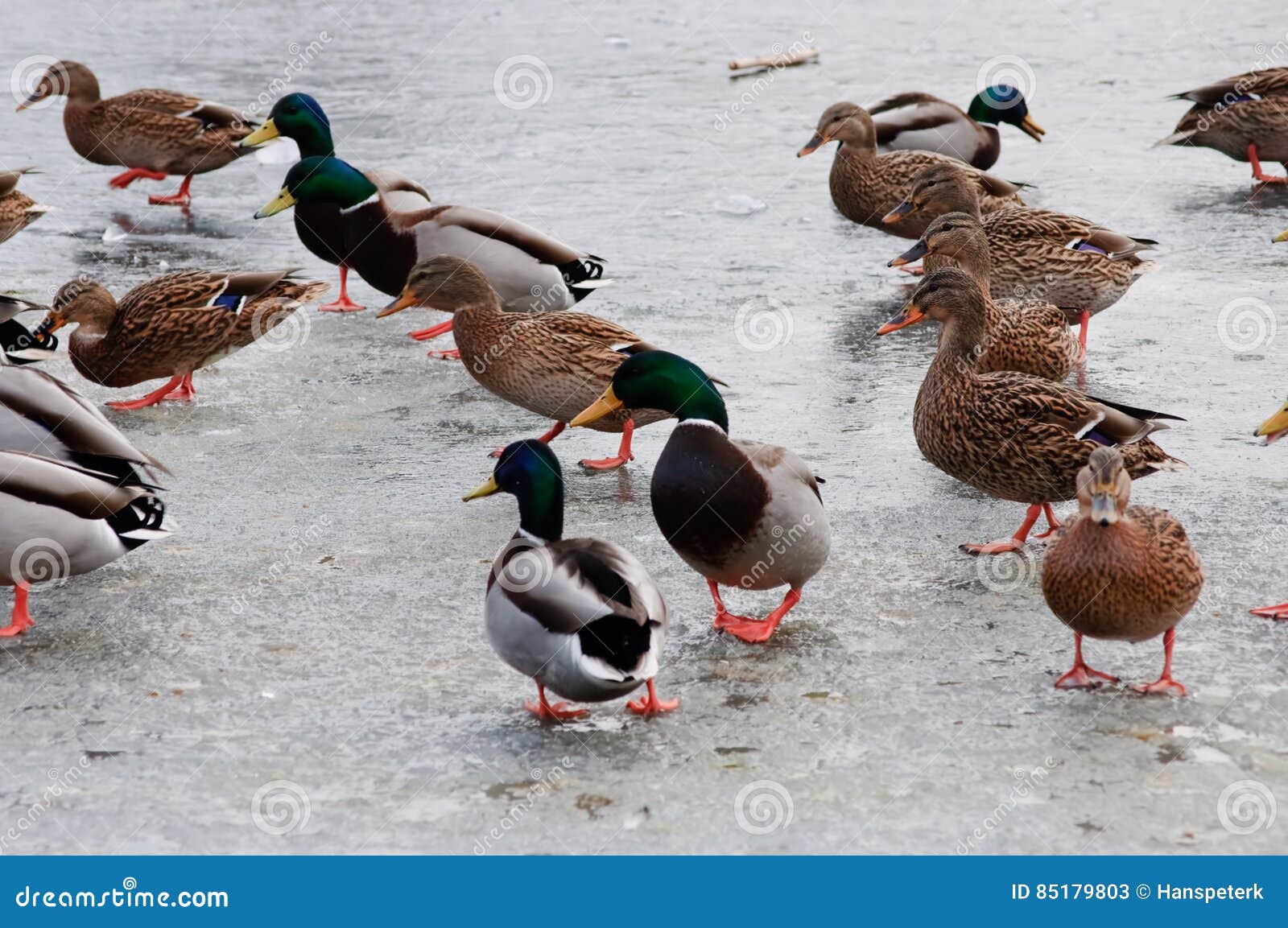 Very hungry ducks stock image. Image of legs, beak, floe - 85179803