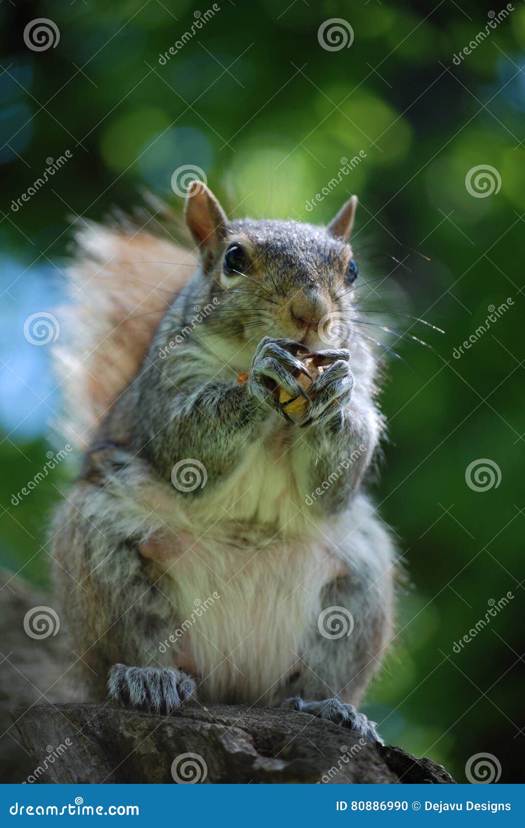 Very Hungry Squirrel Eating a Nut Stock Photo - Image of hungry, funny ...