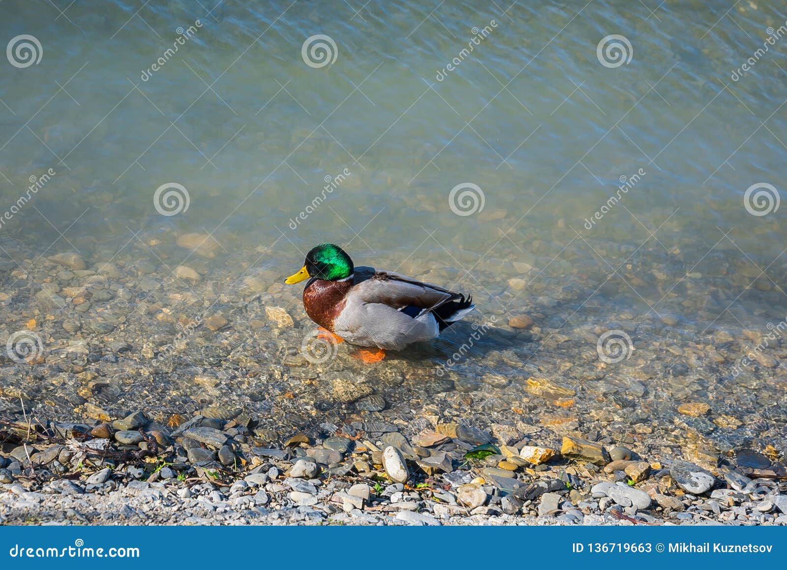 Important Drake Stock Photos - Free & Royalty-Free Stock Photos from ...