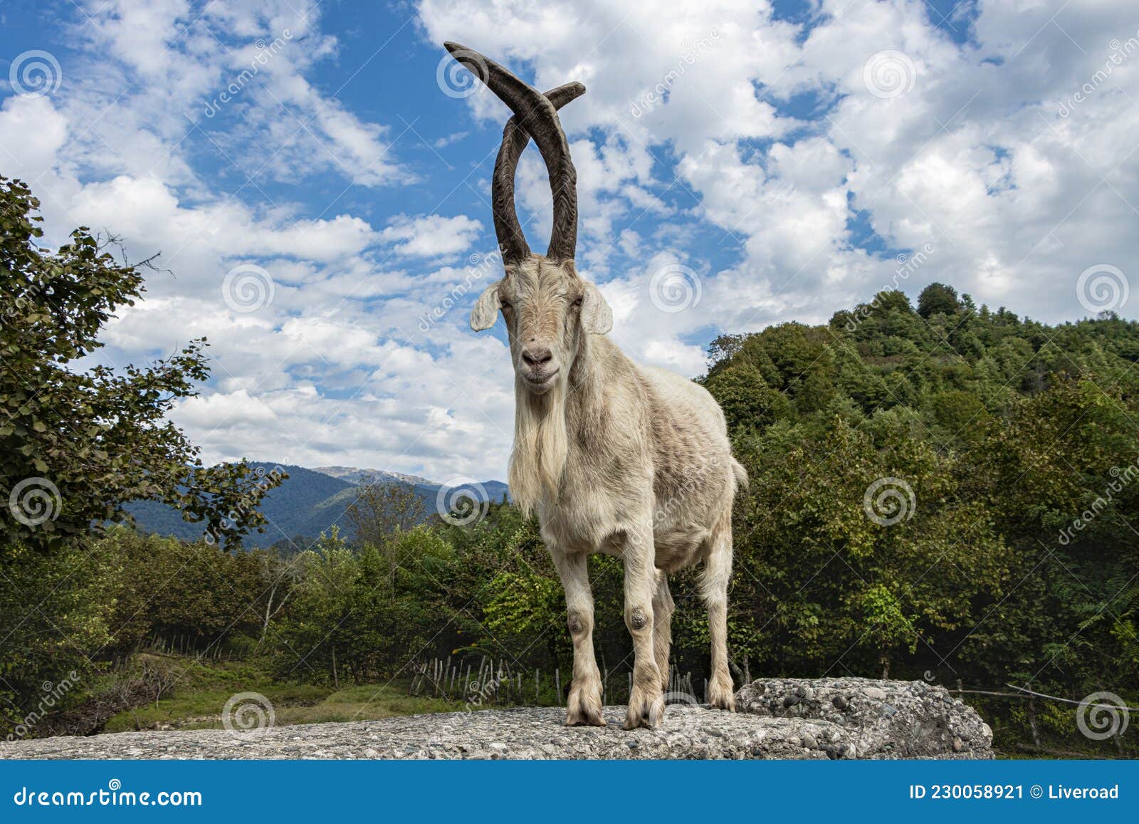 Impressive Big Twisted Horns of the Goat, Samegrelo, Georgia. Stock ...