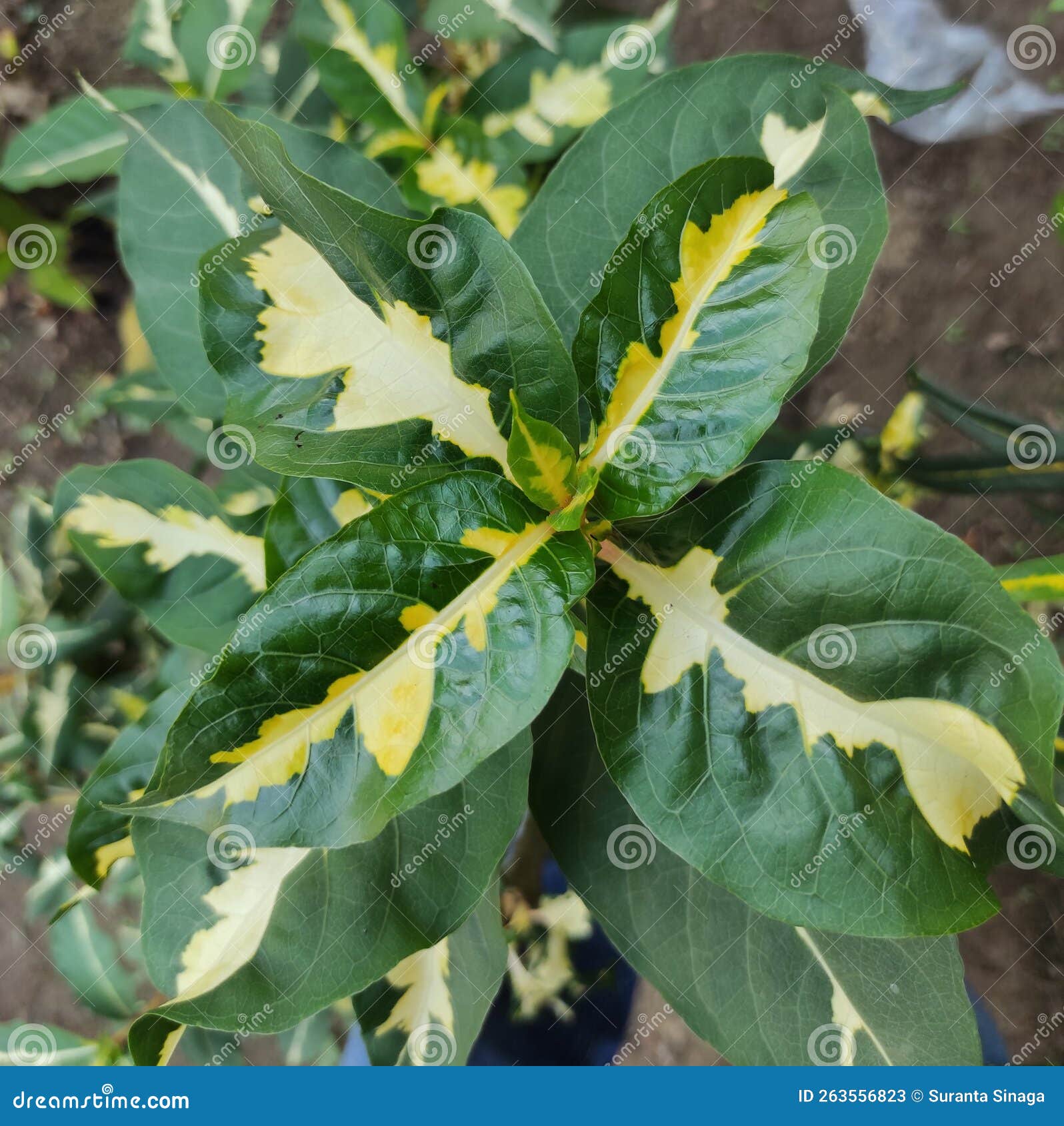 Very Impressive Yellow-tinged Green Leaves Stock Image - Image of ...