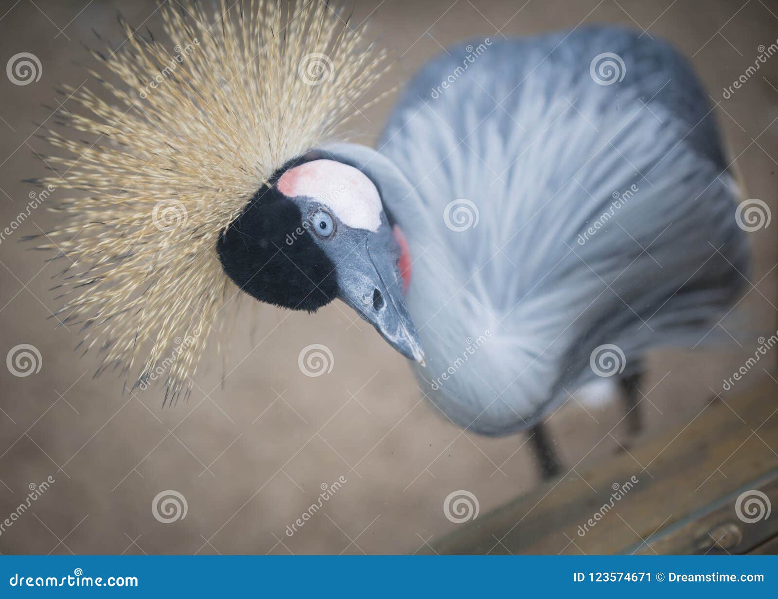 A Crazy and Silly Bird stock image. Image of posing - 123574671