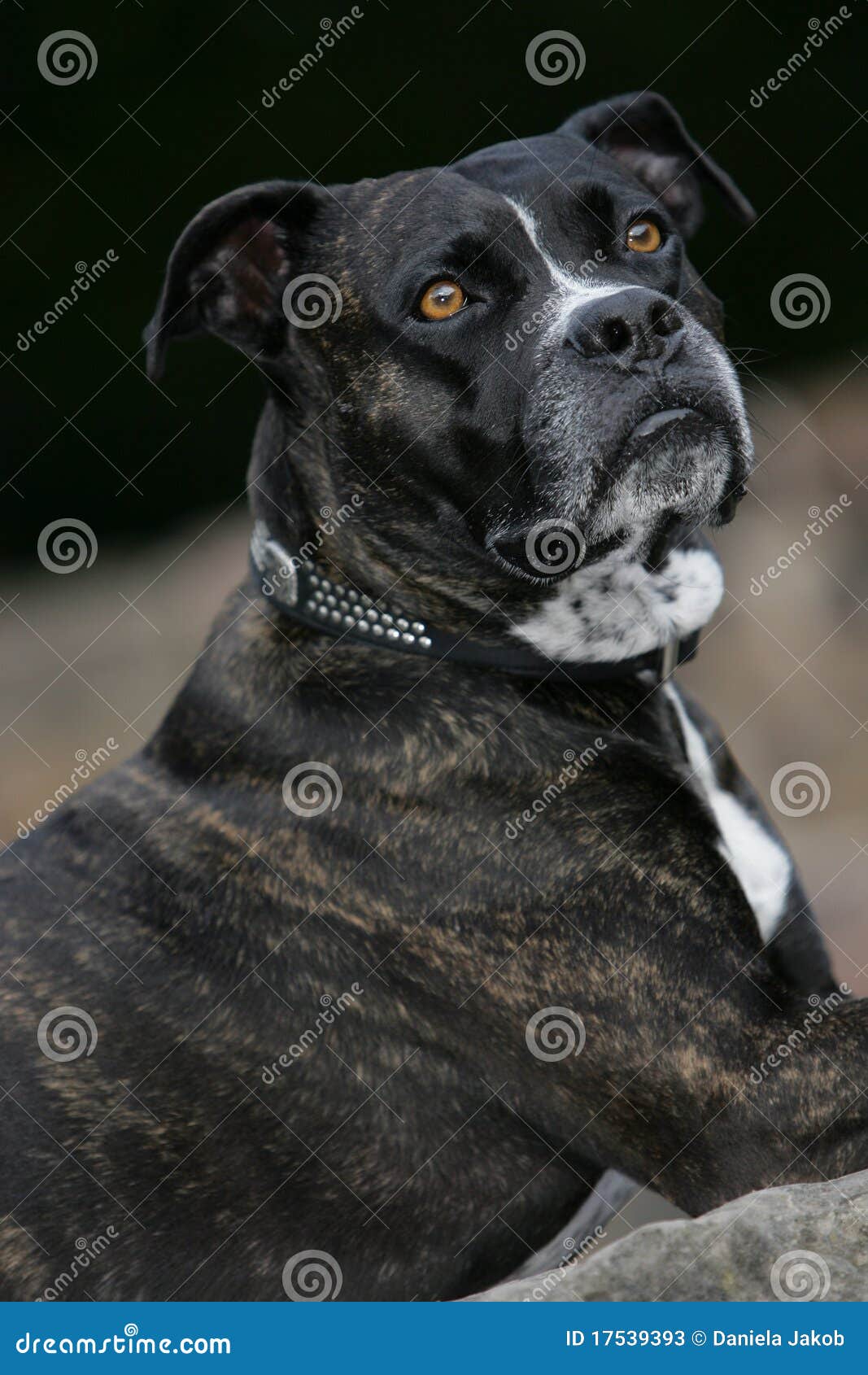 Very Interested Looking Dog Stock Image - Image of cane, happy: 17539393
