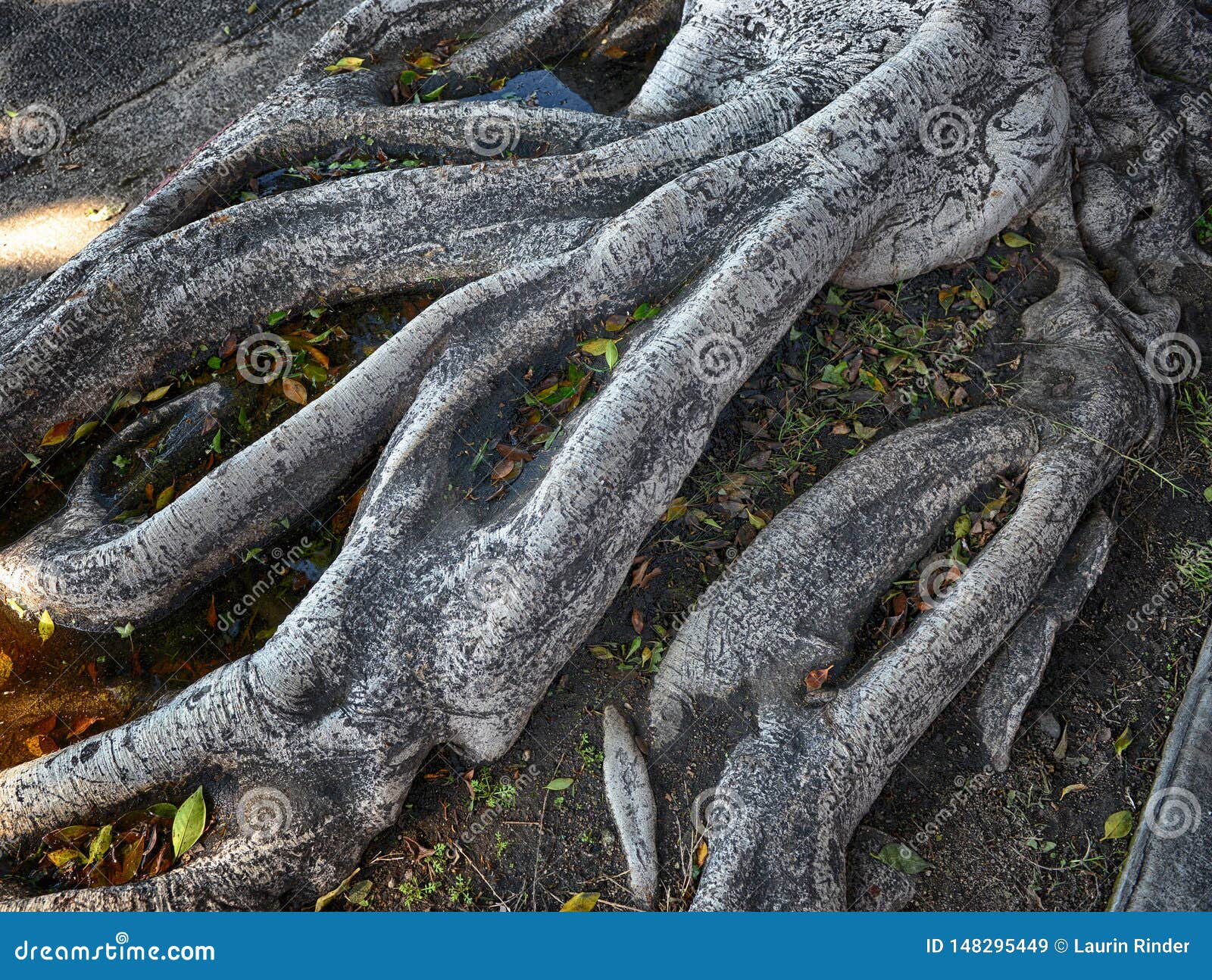 The Roots of a Very Old Tree Stock Image - Image of huge, landscape ...