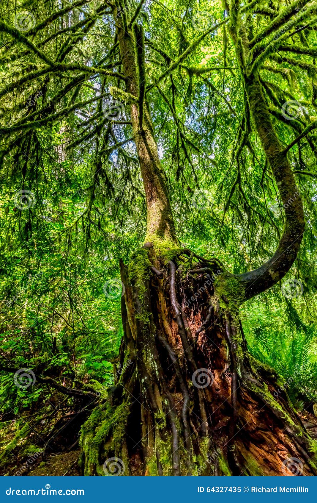 A Very Interesting Mystical Cedar Tree Covered with Moss Stock Image ...