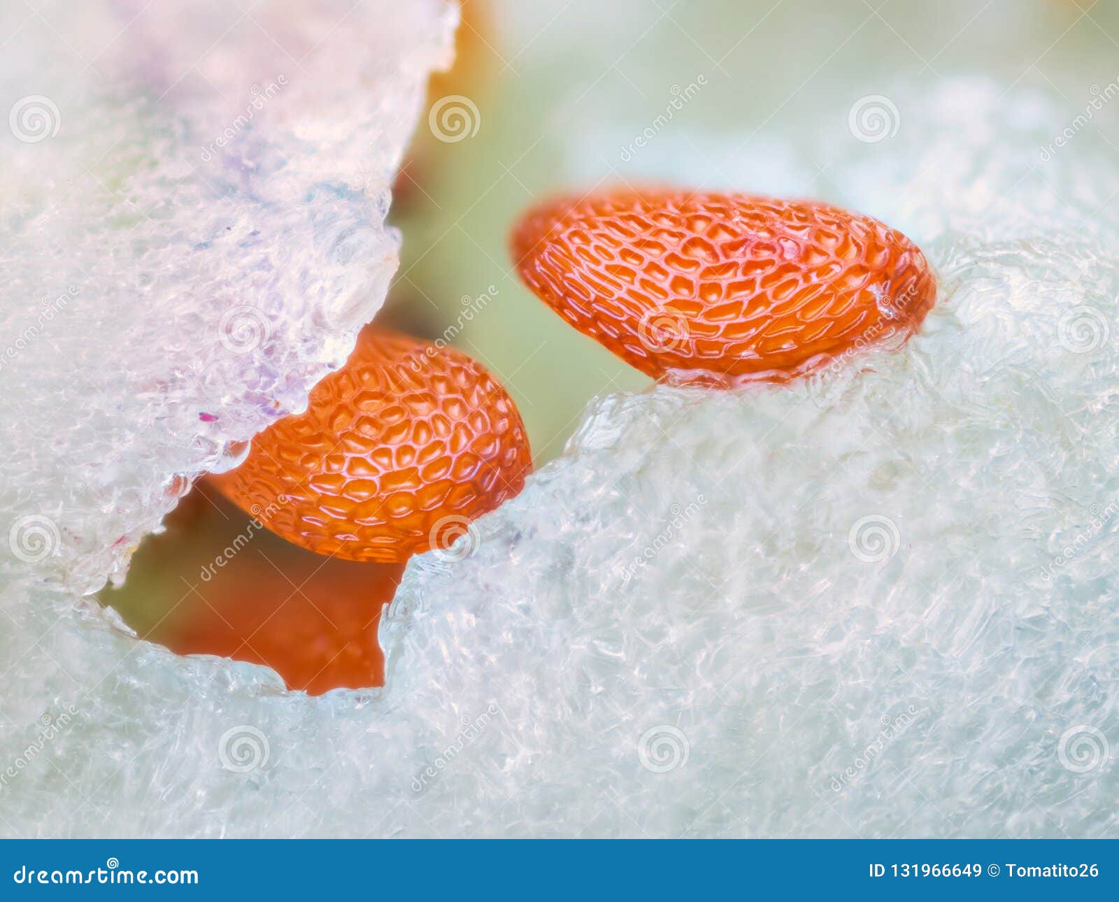 Extreme Sharp and Detailed Microscopic Image of Blueberry Seeds Stock ...