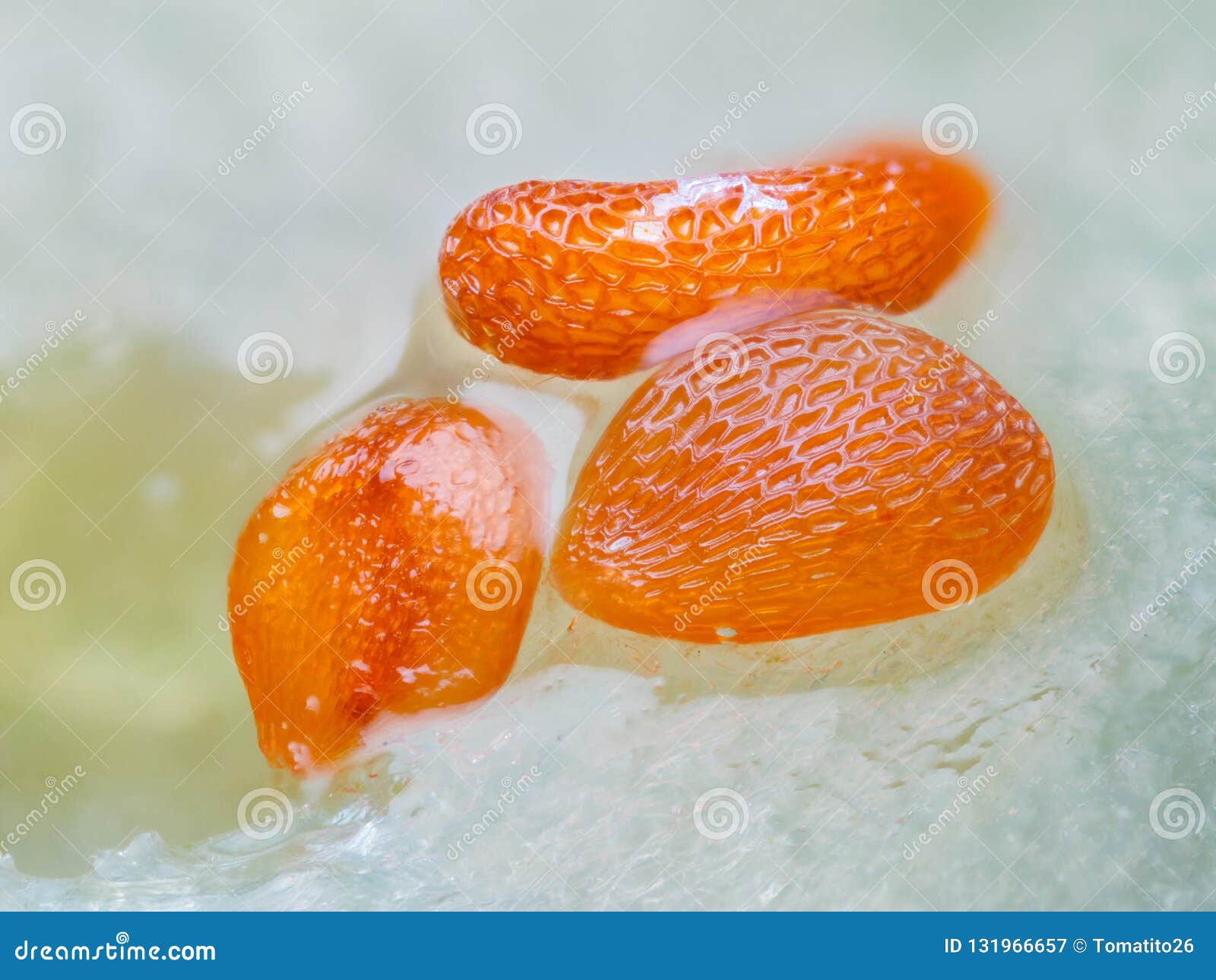 Extreme Sharp and Detailed Microscopic Image of Blueberry Seeds Stock ...