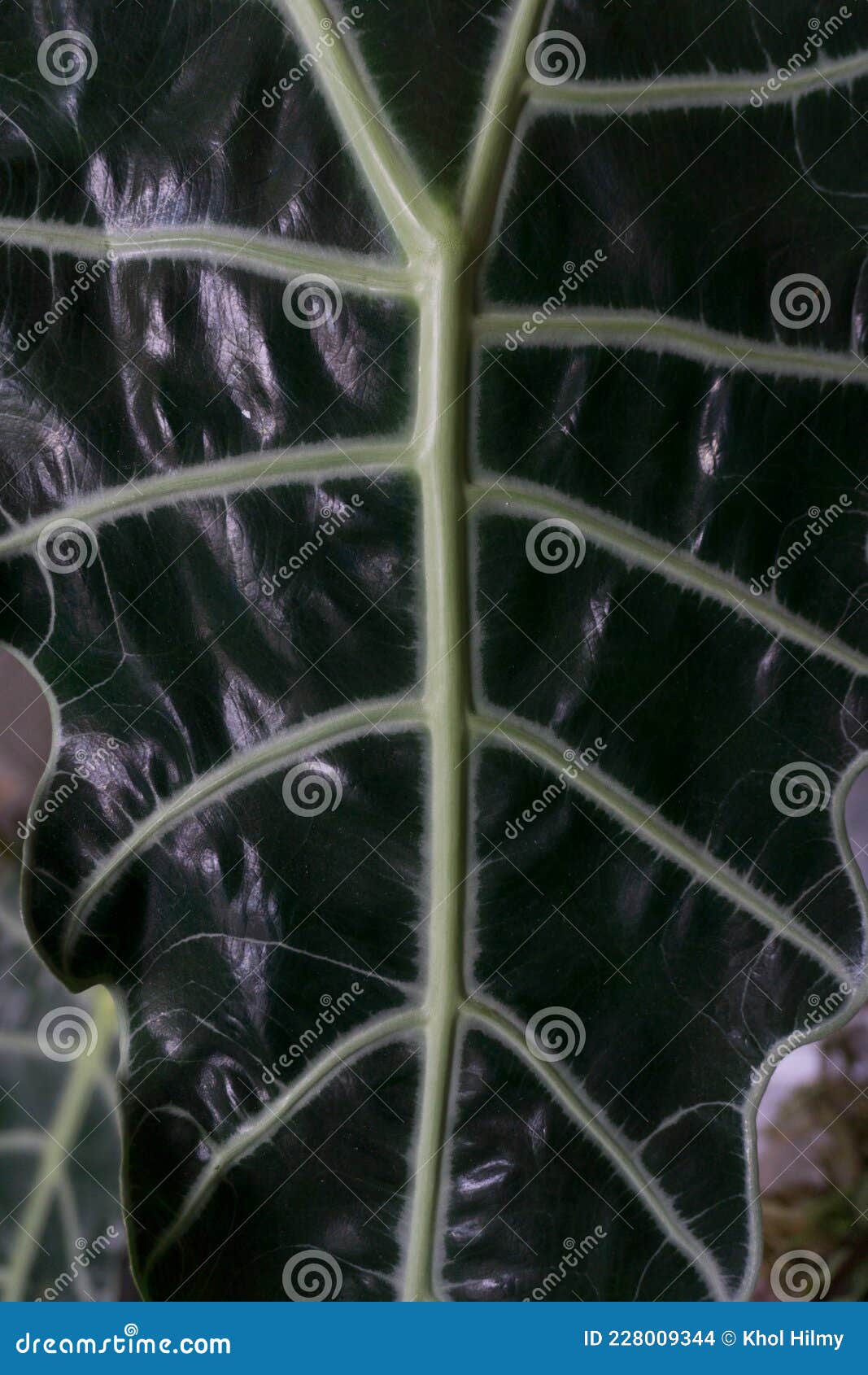 Very Intricate Leaf Bone Texture. Green Leaf Background Stock Photo ...