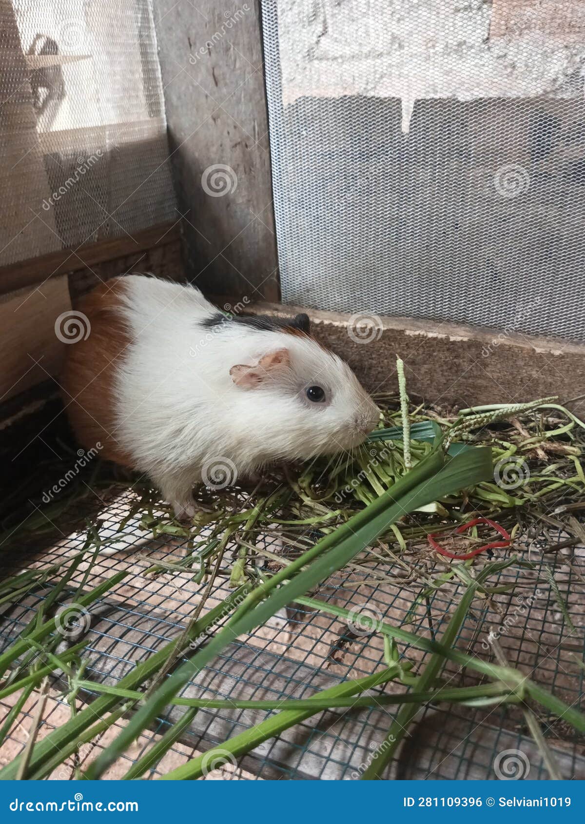 Very kind and cute pets stock photo. Image of animal - 281109396