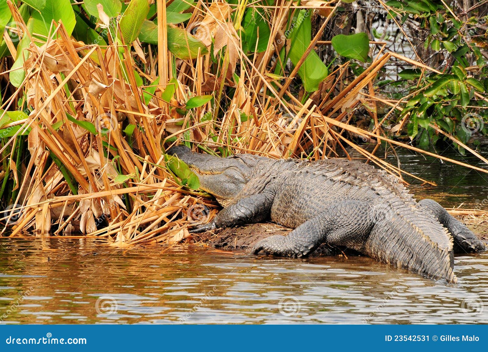 Very Large Alligator stock image. Image of alligator - 23542531