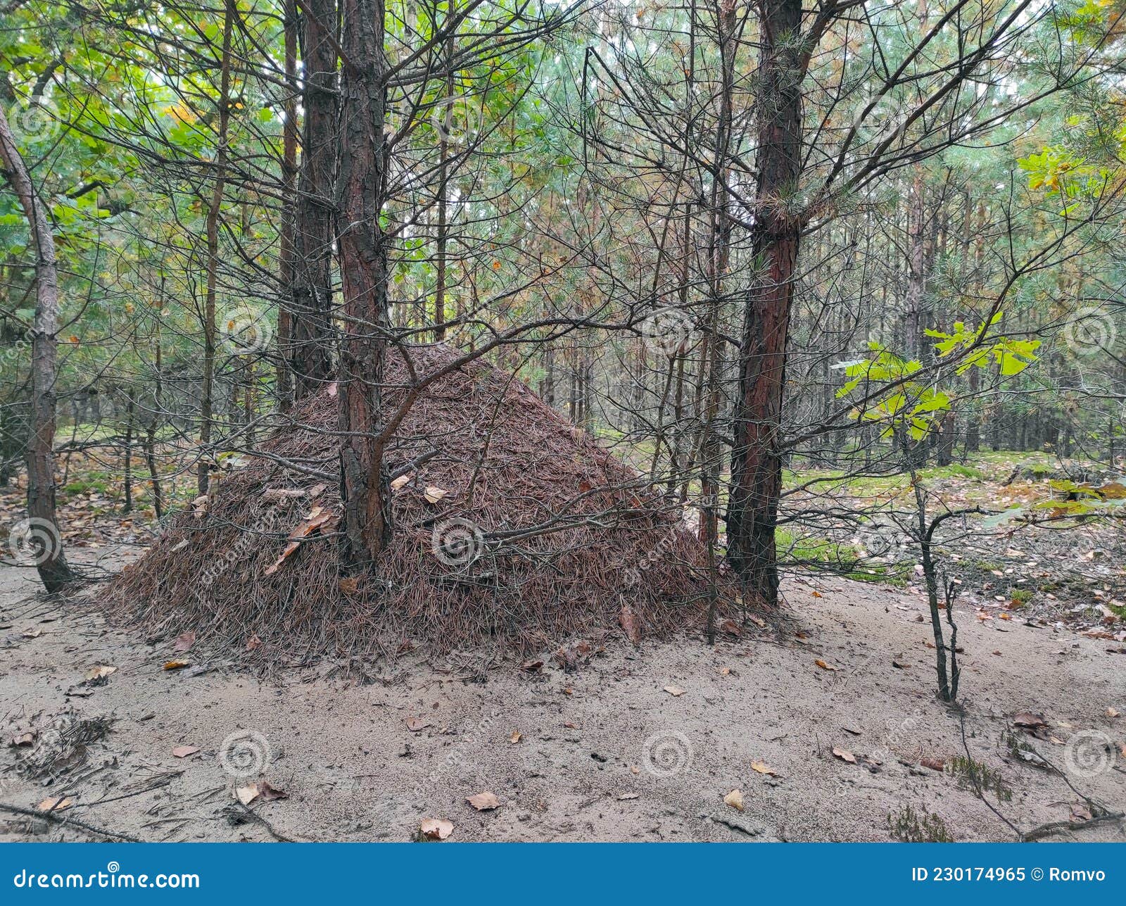 Very Large Anthill in the Forest Stock Image - Image of massive, green ...