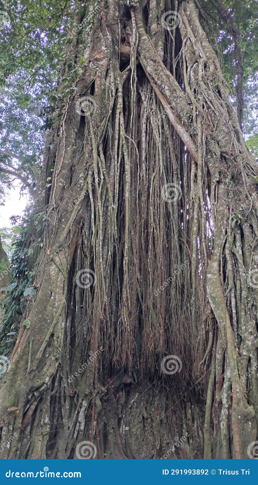 A Very Large Banyan Tree Has Very Large Roots from the Bottom To the ...