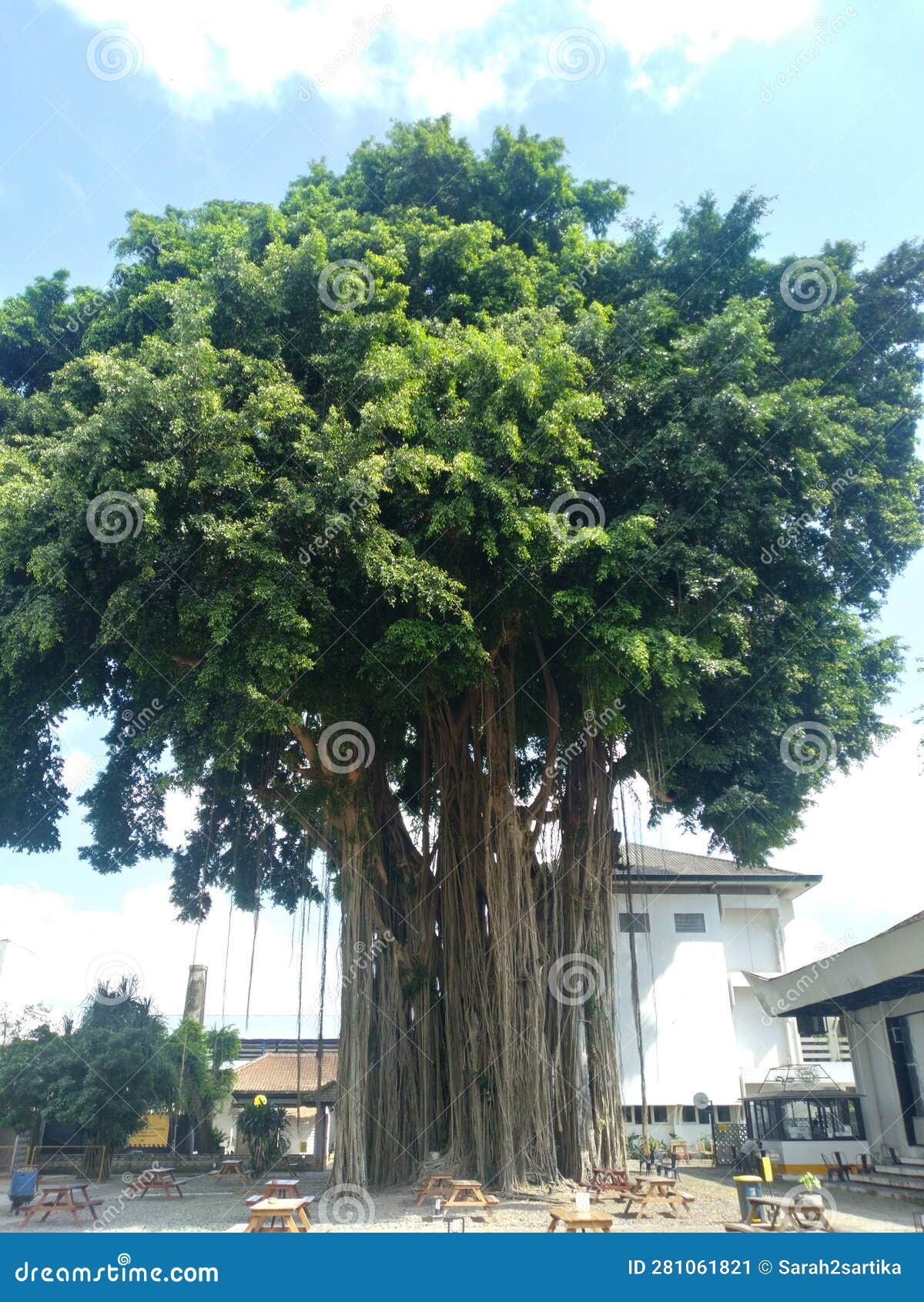 Very Big Banyan Tree In The Jungle., Tree Of Life, Amazing Banyan Tree ...