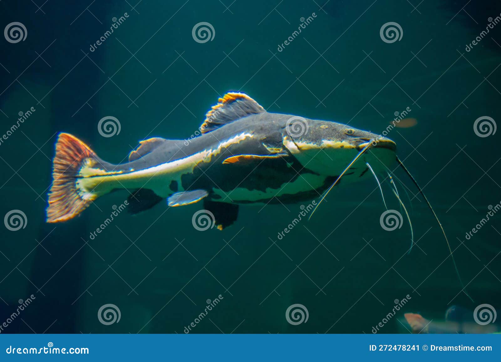 Very Large Bearded Fish Which Swims Slowly Stock Image - Image of fish ...