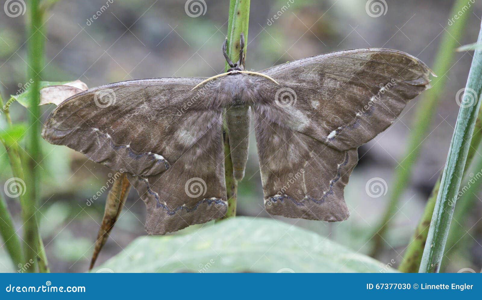 Very Large Brown and Blue Moth, Unknown Species Stock Photo - Image of ...