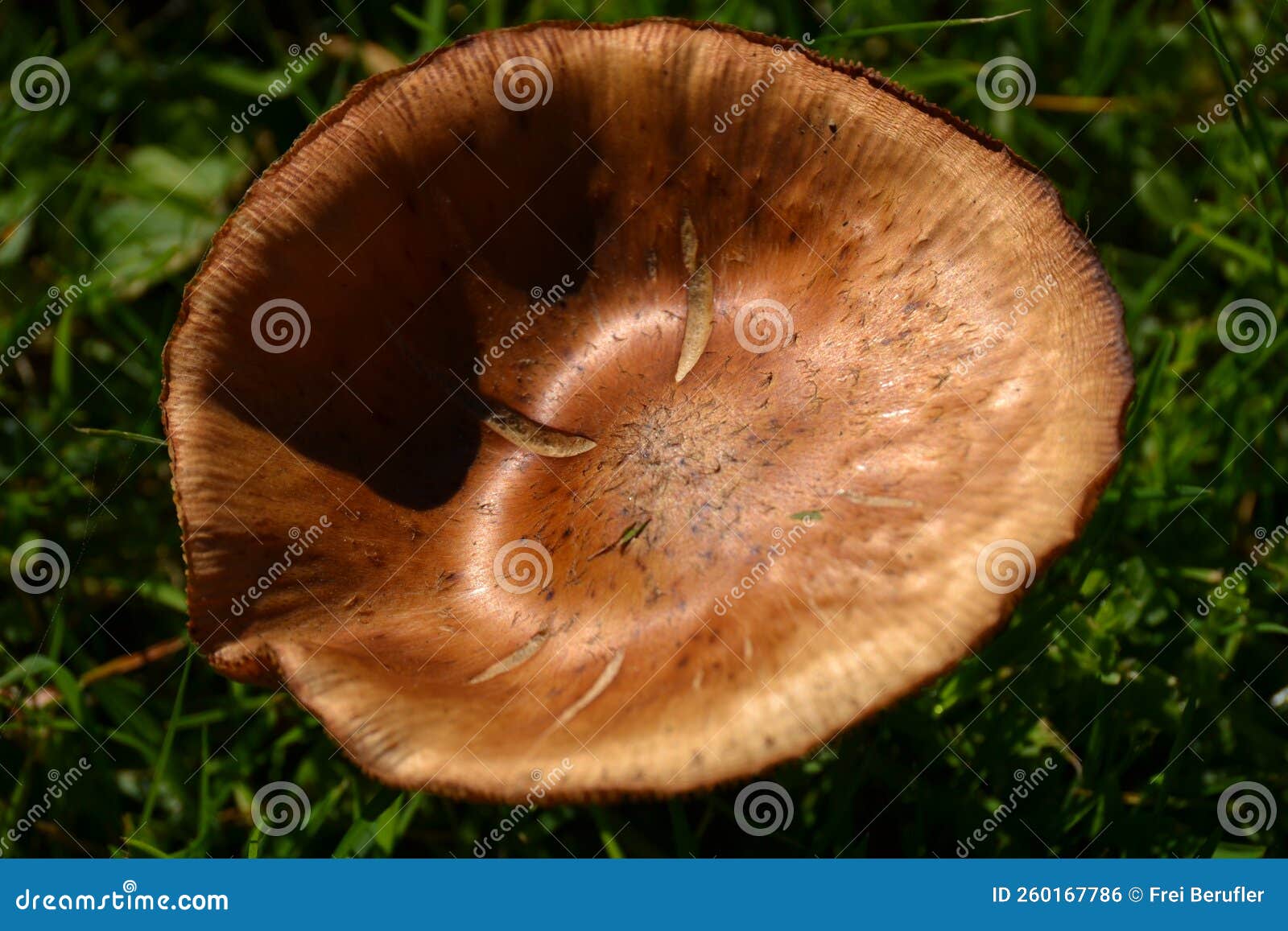 A Very Large, Brown, Round Mushroom in the Forest Stock Photo - Image ...