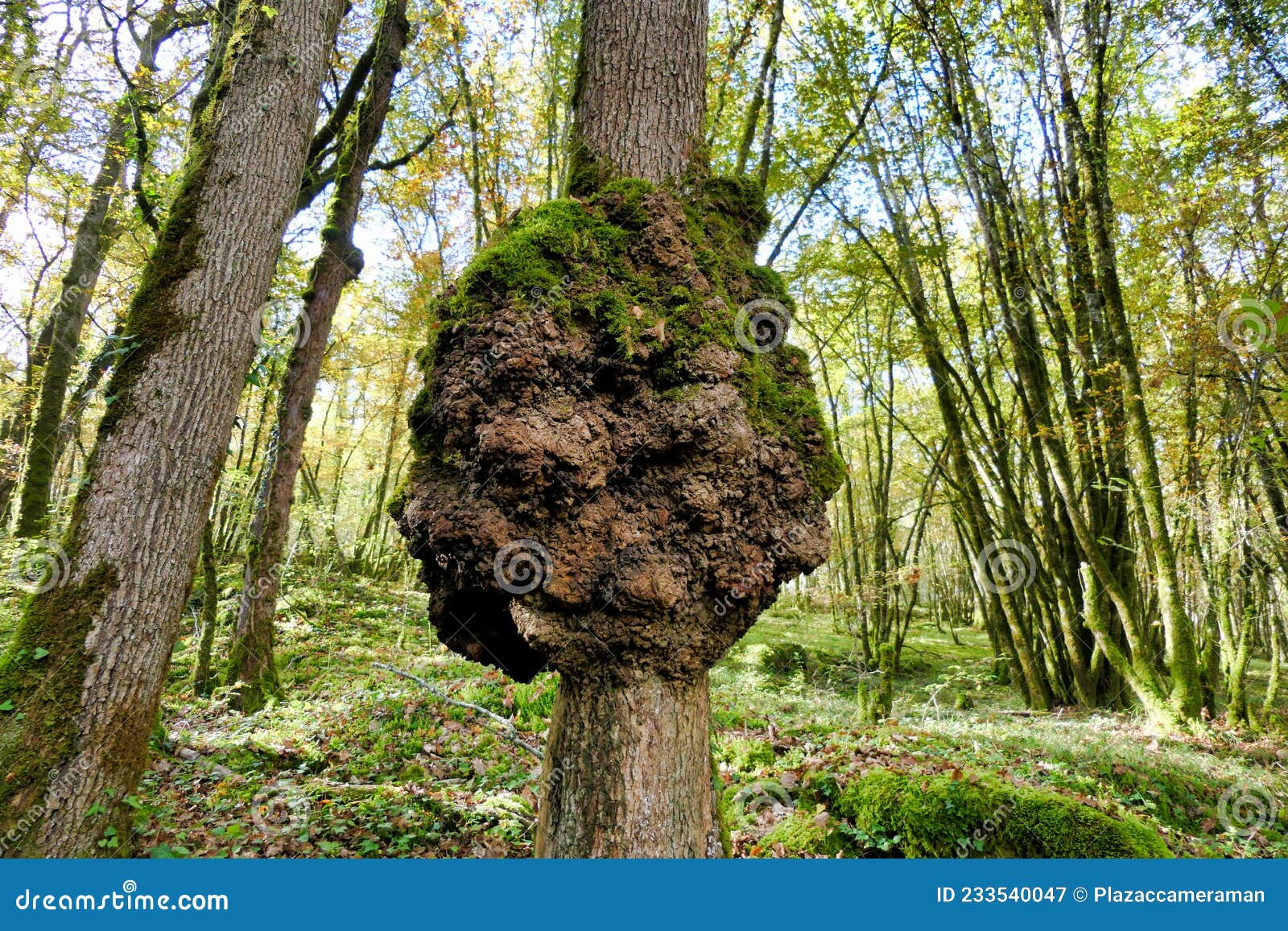 Oak Burl stock image. Image of resin, grain, beautiful - 233540047