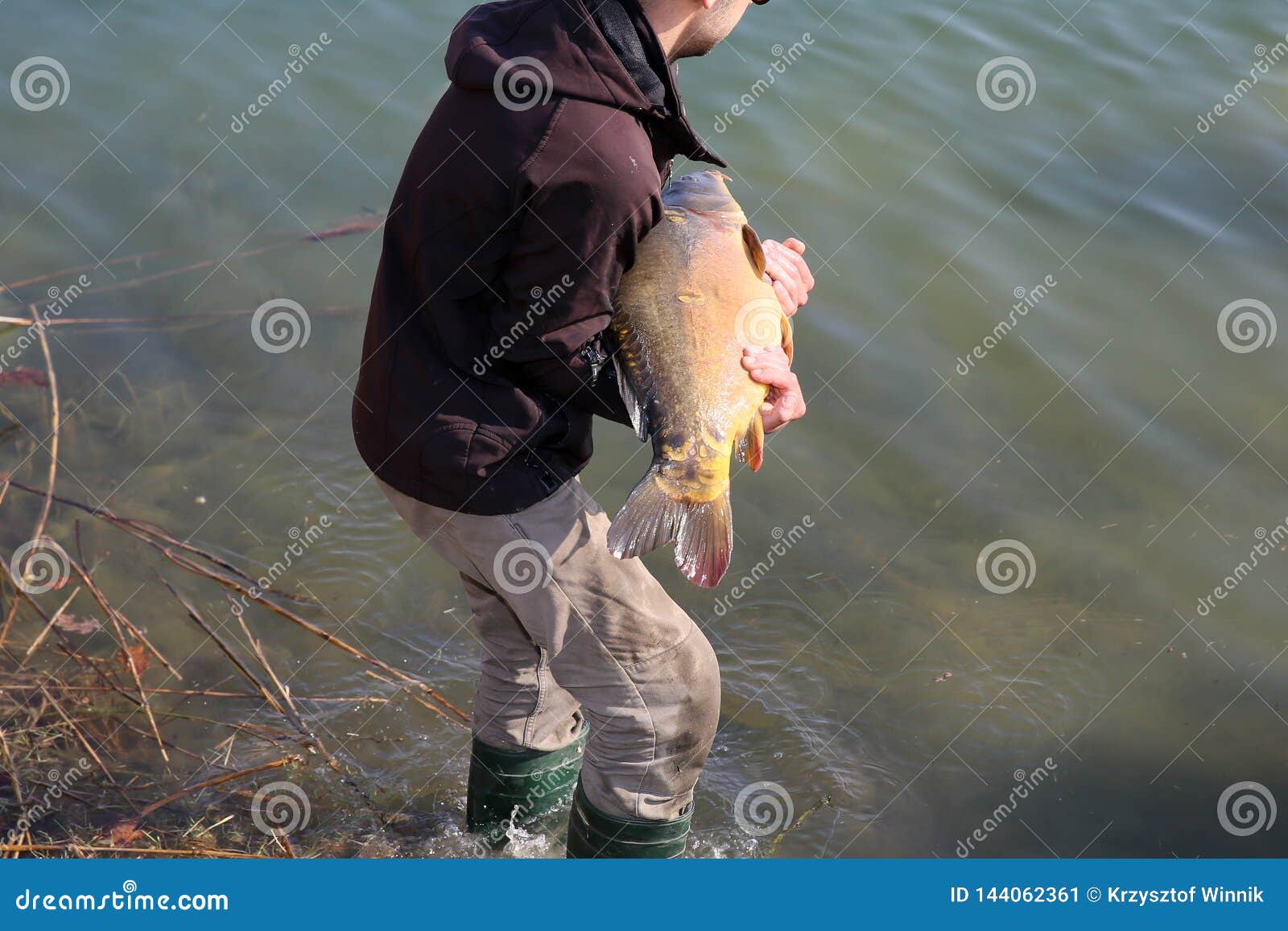 A Very Large Carp Caught on Carp Competitions. Editorial Photo - Image ...