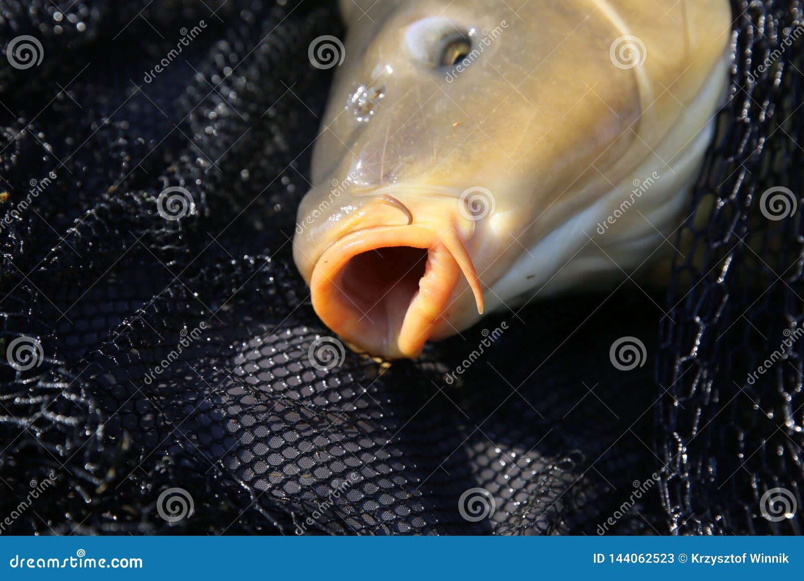 A Very Large Carp Caught on Carp Competitions. Stock Image - Image of ...