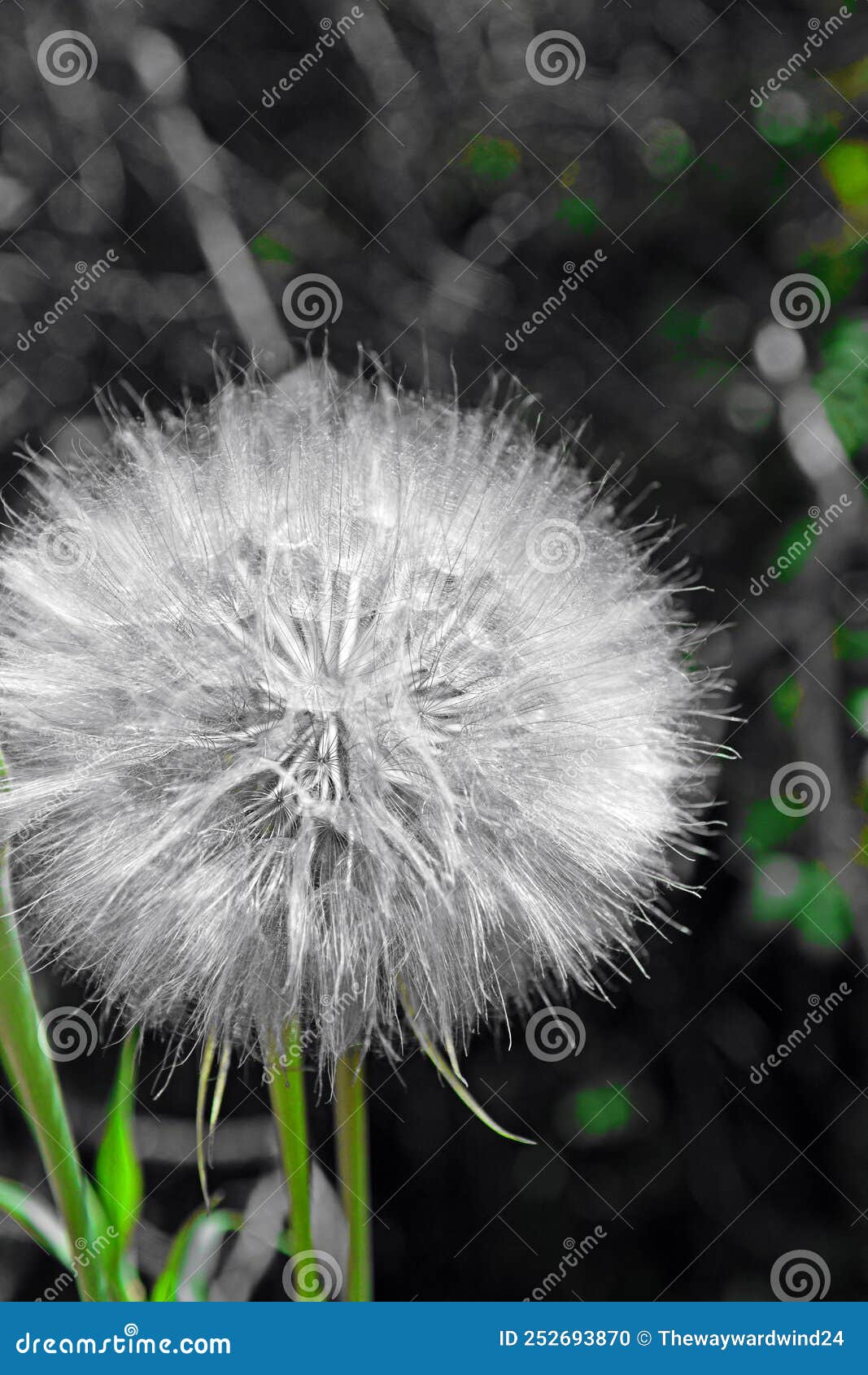 A Very Large Dandelion Head Stock Photo - Image of sunflowers, garden ...