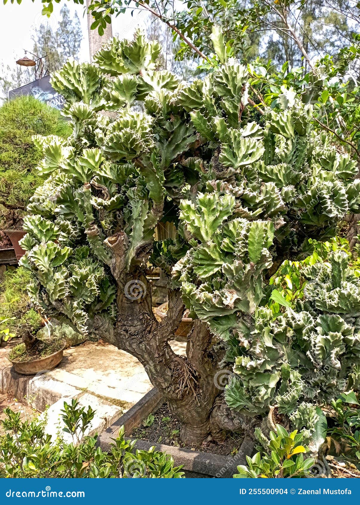 A Very Large and Exotic Cactus Bonsai Tree Stock Photo - Image of tree ...