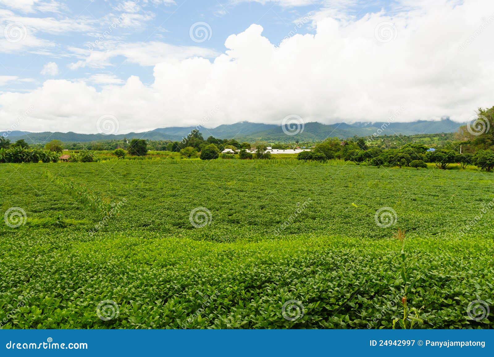 Very large farm stock image. Image of land, agricultural - 24942997