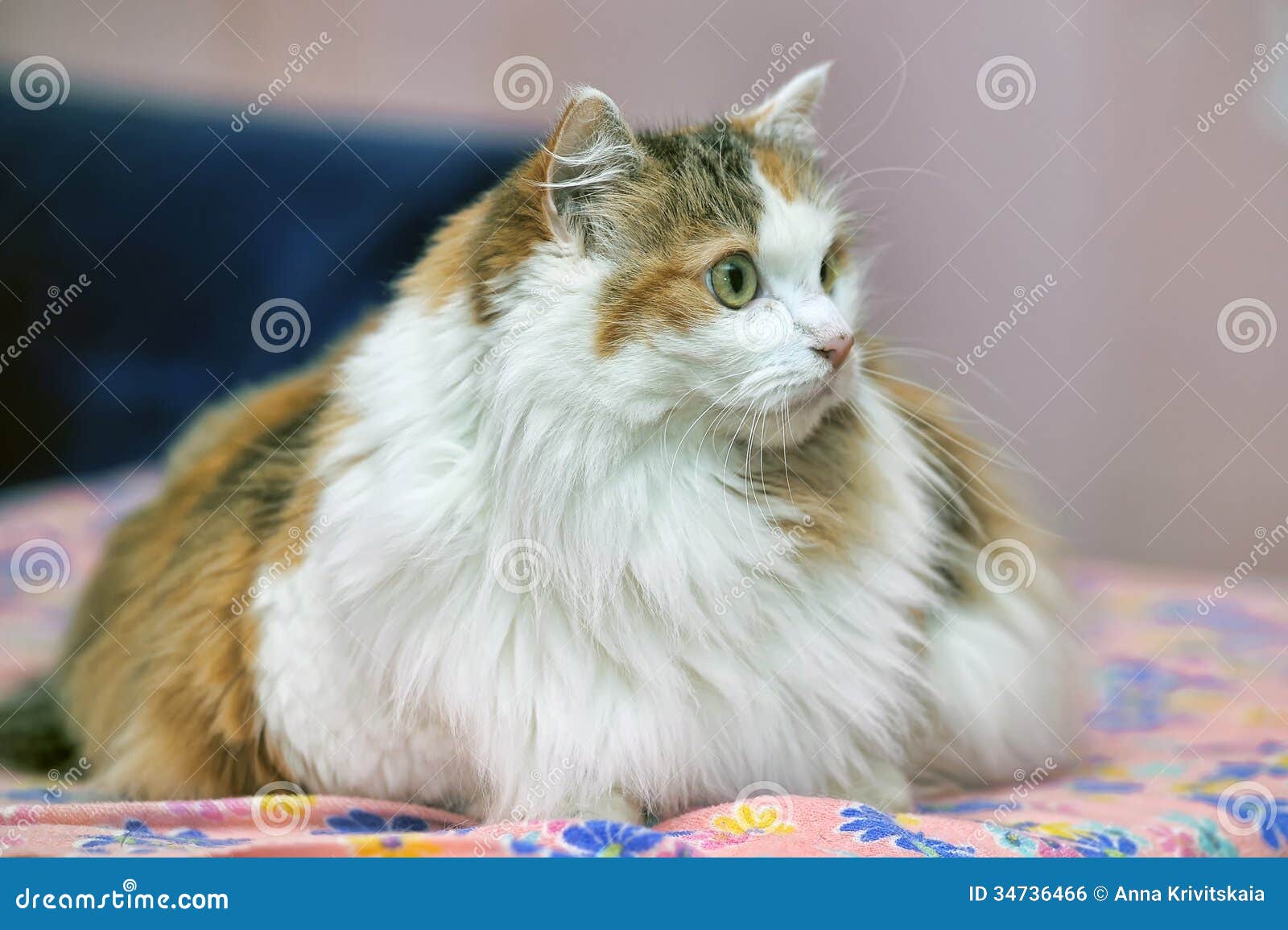 Very large fluffy cat stock photo. Image of attentive - 34736466
