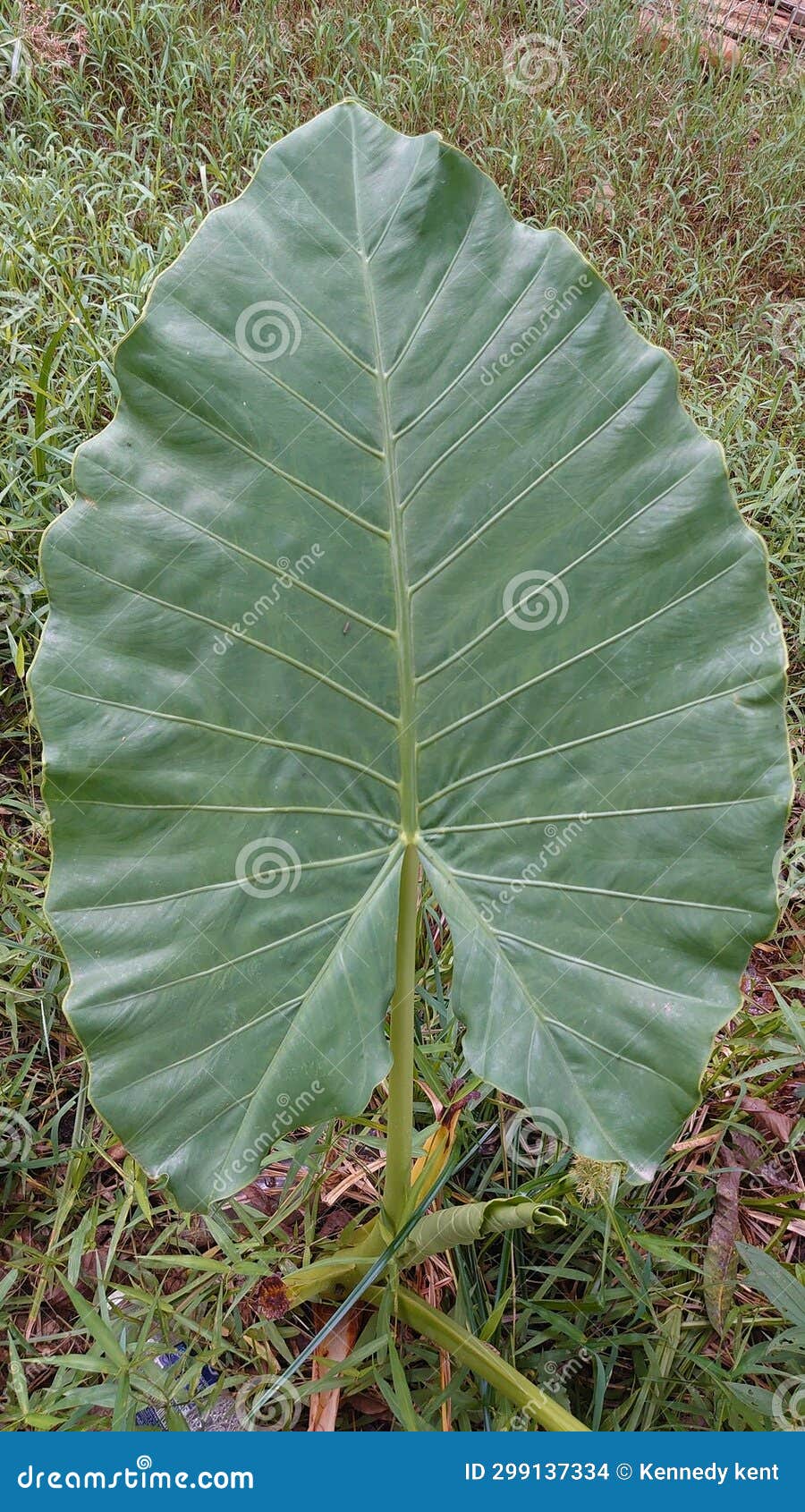 A Very Large Forest Yam Leaf Stock Photo - Image of forest, leaf: 299137334