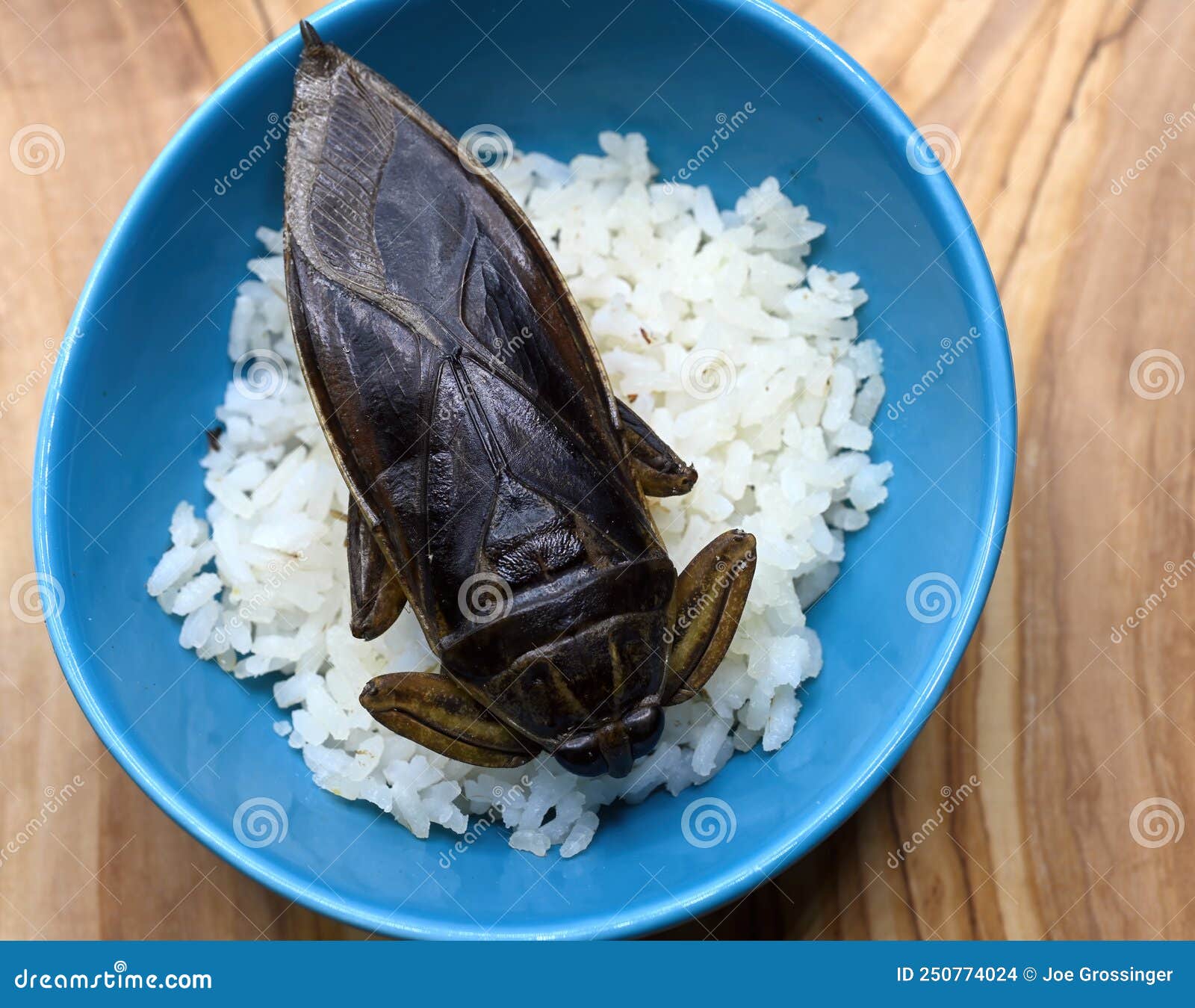Waterbug on White Rice in Blue Bowl Stock Photo - Image of bowl, asian ...