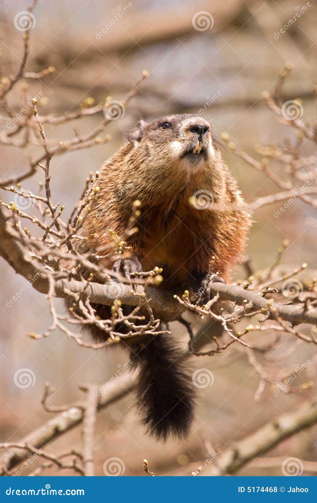 Very Large Groundhog on a Very Small Branch Stock Photo - Image of ...