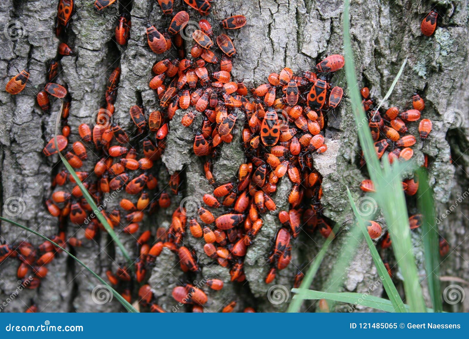 Large Group of Fire Bugs on a Tree Stock Image - Image of drawing, fire ...