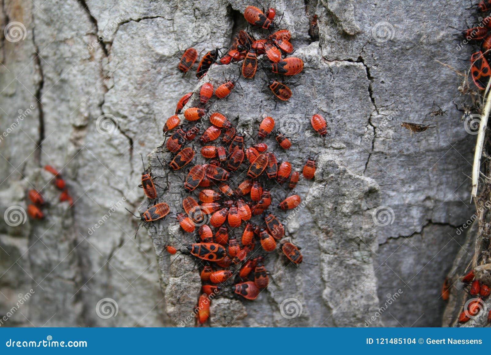 Group Of Bugs On Sacred Fig Tree. Hundreds Of Bugs Clung On The Tree ...