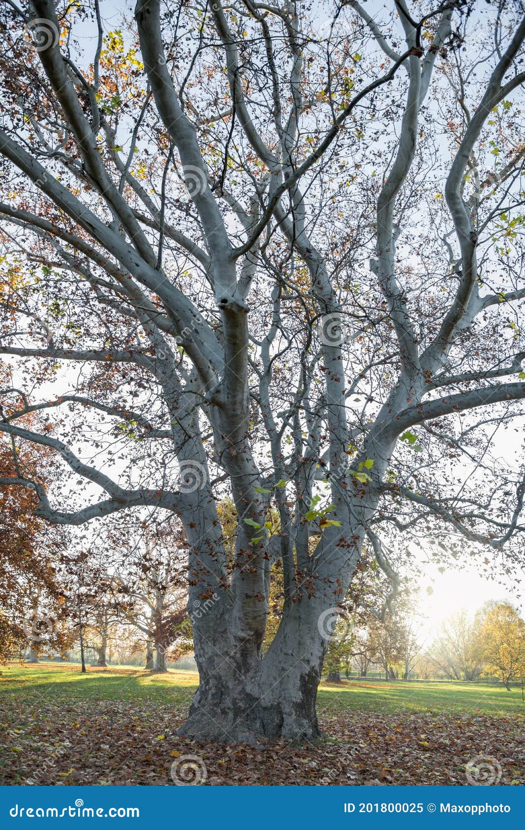 Very Large Hundred Years Old Tree. Platanus Acerifolia Stock Image ...
