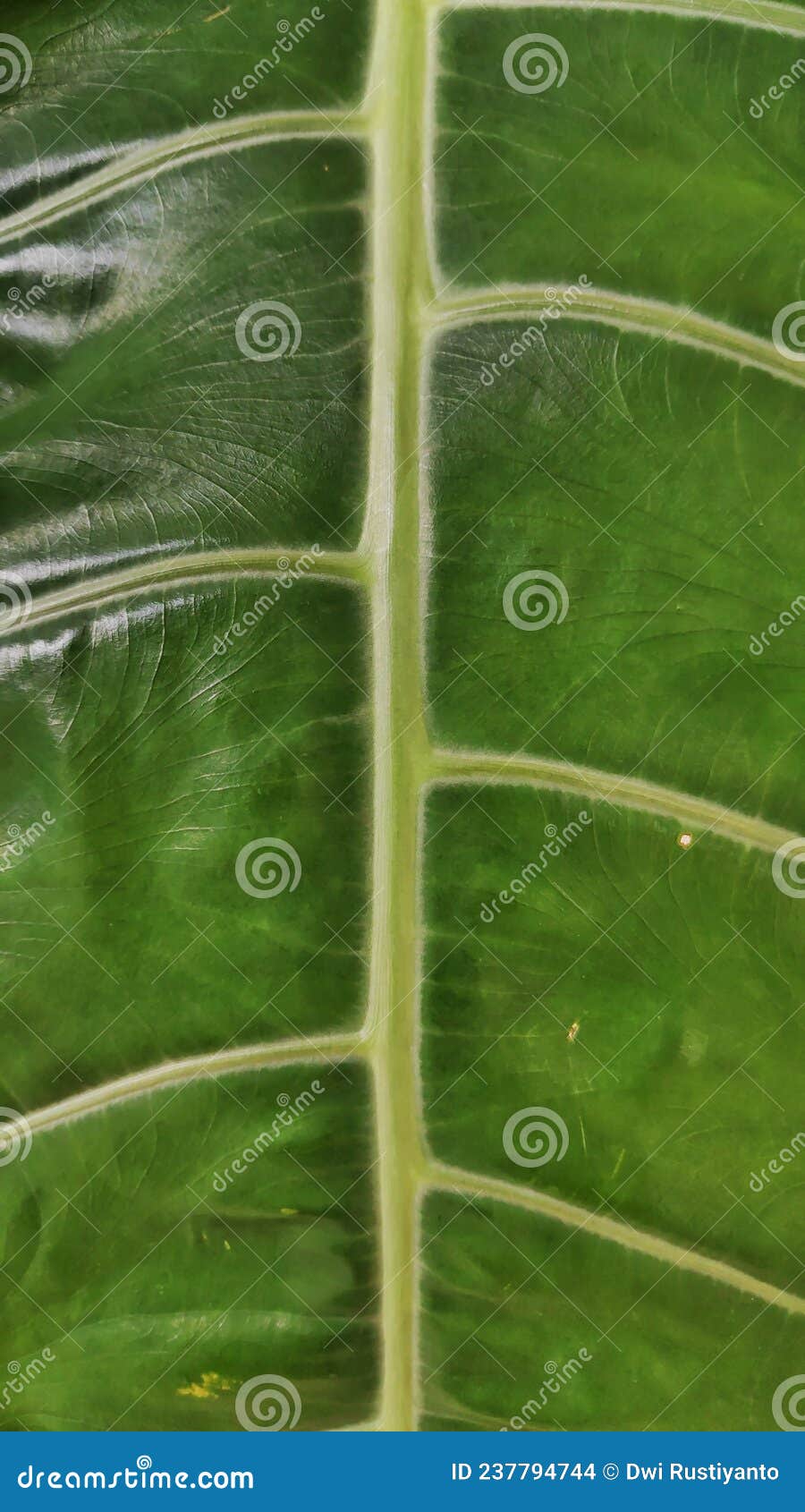 Very Large Leaf Texture Close Up Stock Photo - Image of nature, plant ...
