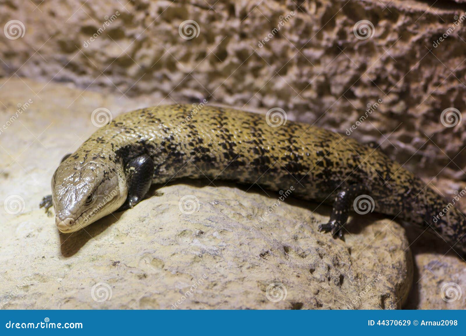 Large Lizards Varans In Their Natural Environment Among Sand And Stones ...