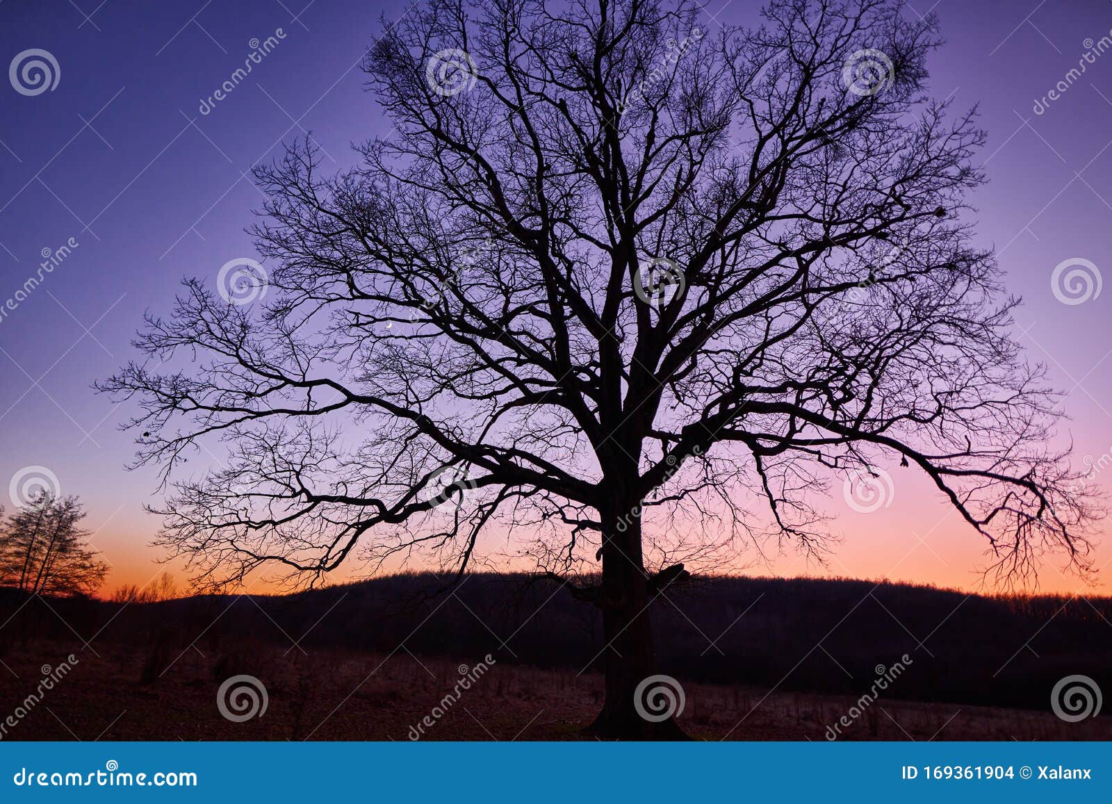 Large oak tree on a plain stock photo. Image of clear - 169361904