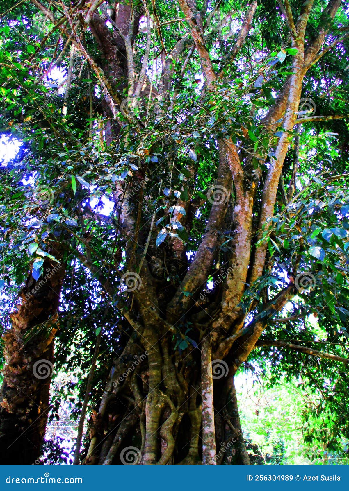 A Very Large and Old Tree that is Hundreds of Years Old Stock Image ...