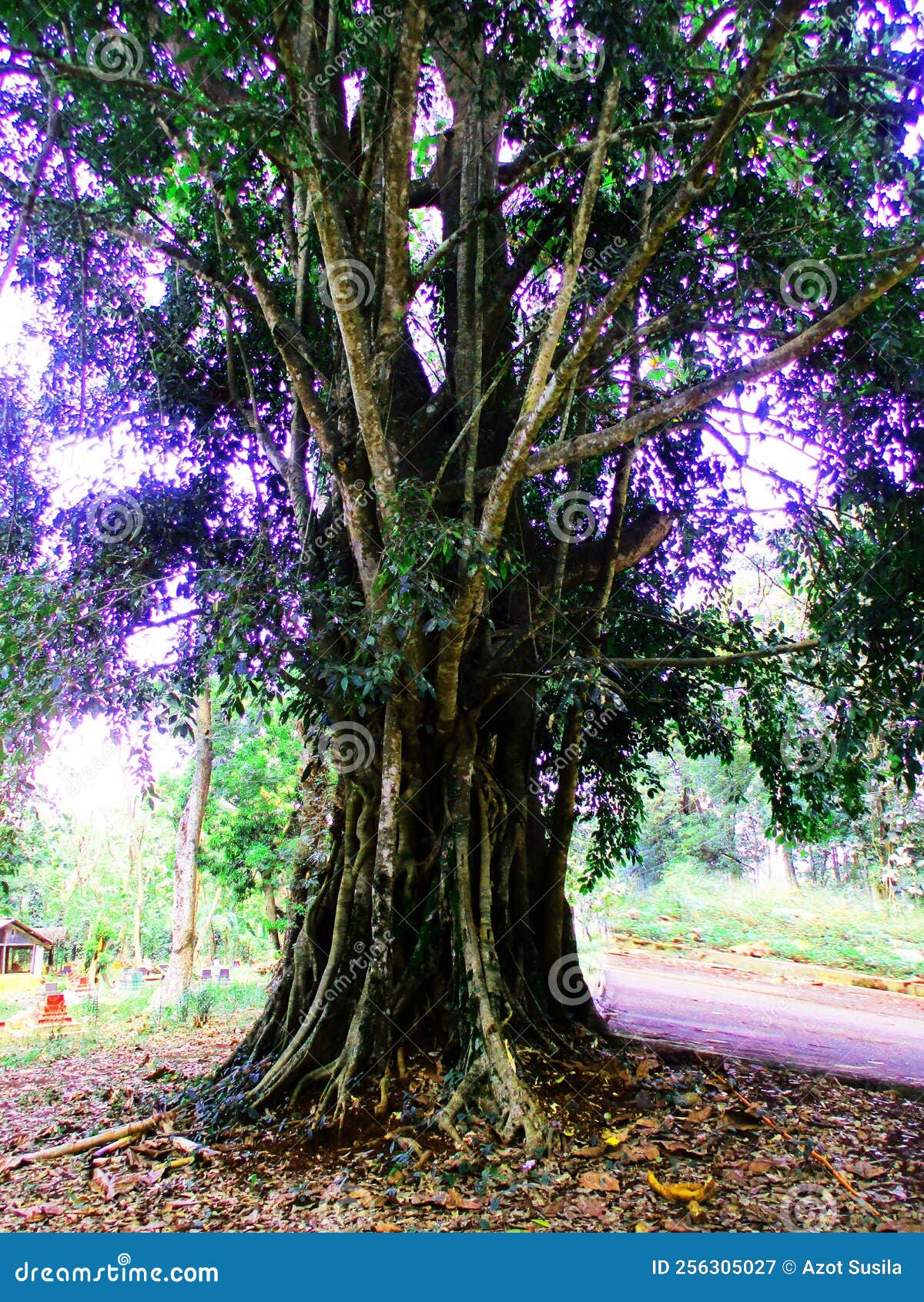 A Very Large and Old Tree that is Hundreds of Years Old Stock Image ...
