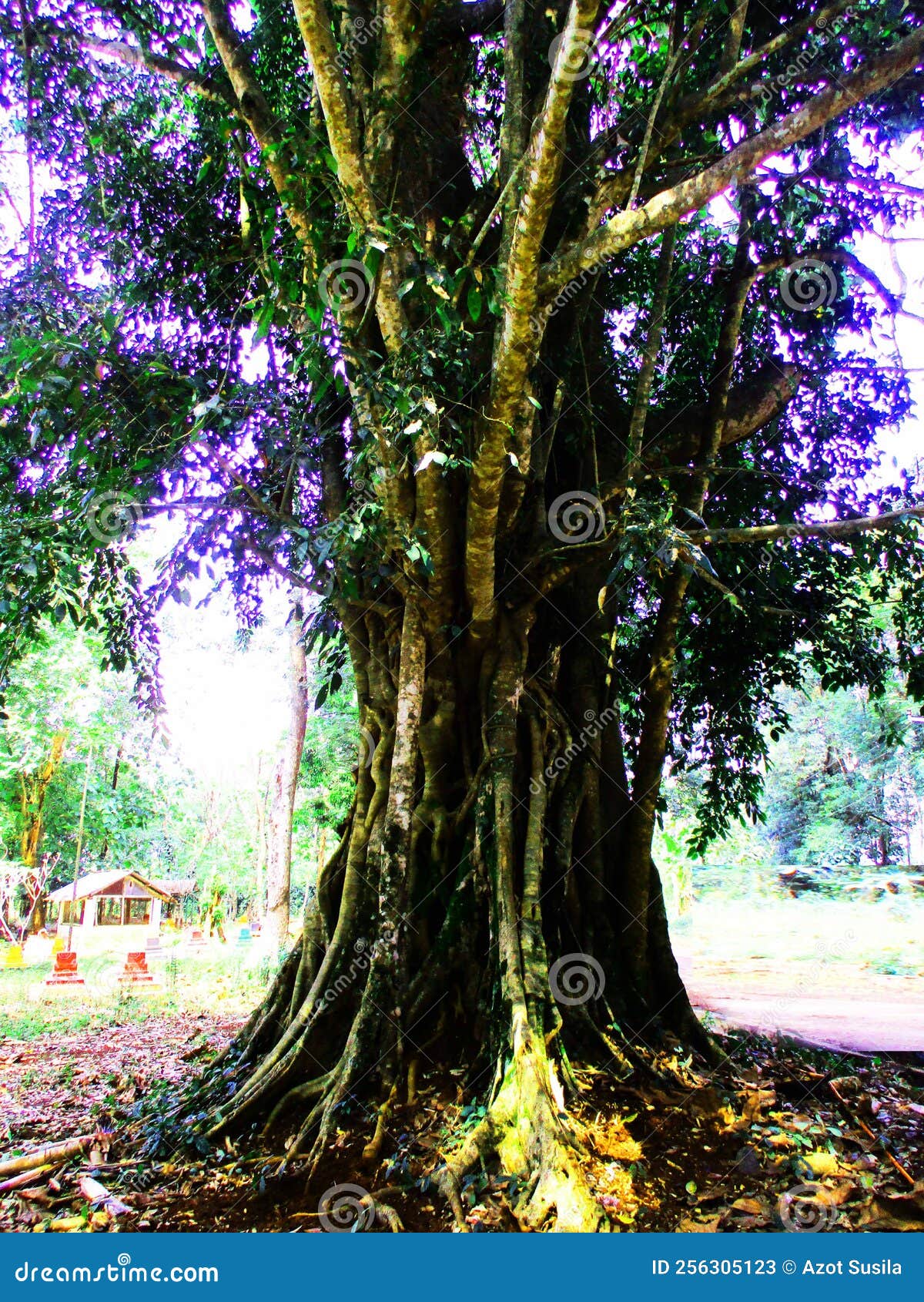 A Very Large and Old Tree that is Hundreds of Years Old Stock Image ...