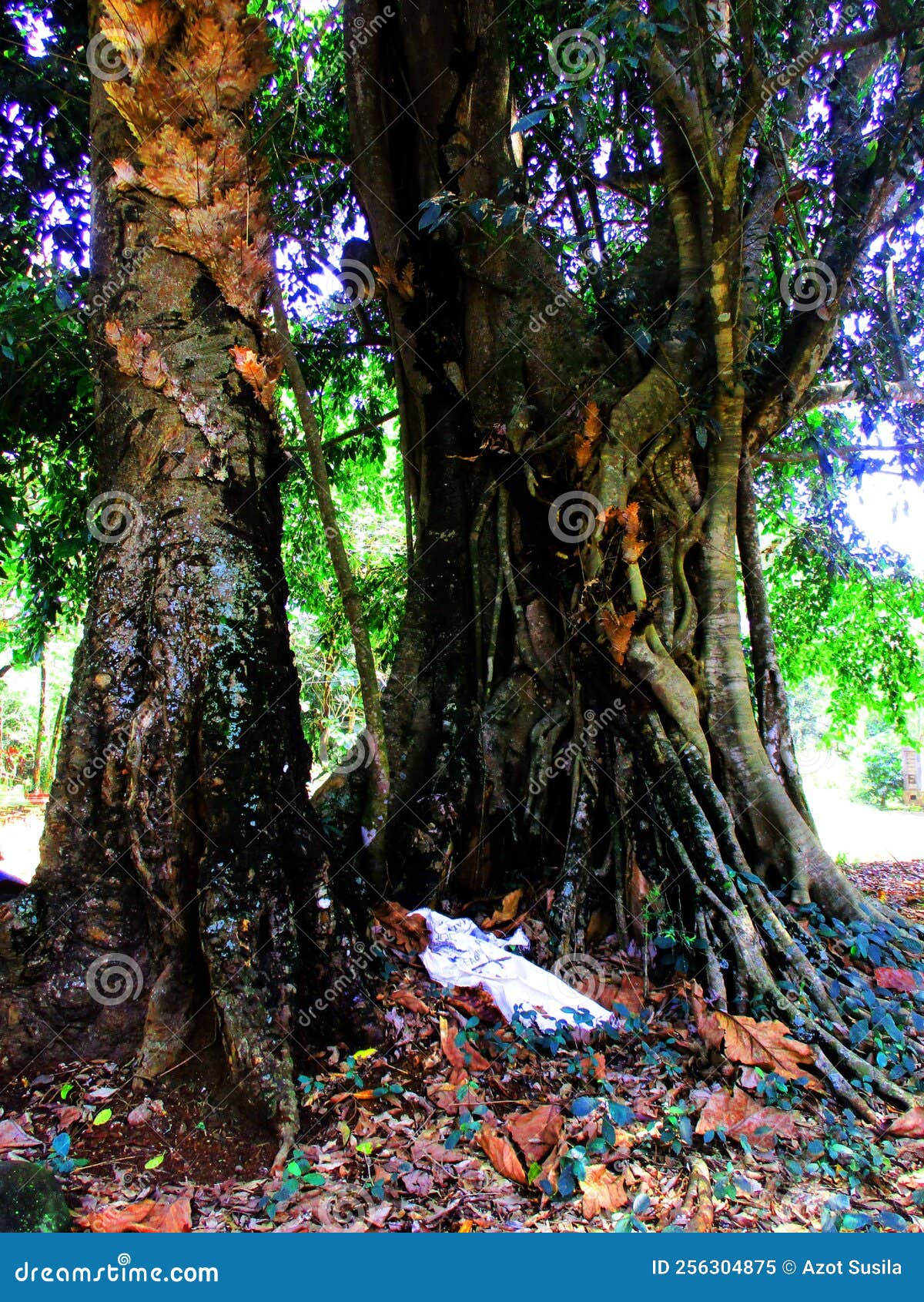 A Very Large and Old Tree that is Hundreds of Years Old in Sumedang Regency Stock Image - Image ...