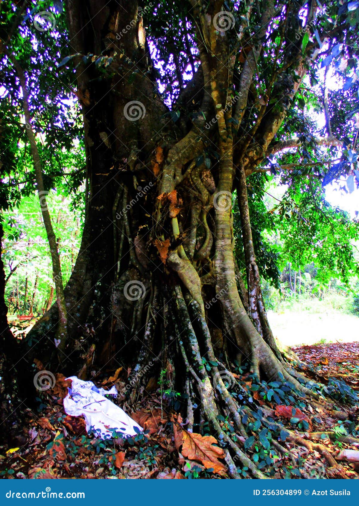 A Very Large and Old Tree that is Hundreds of Years Old in Sumedang ...