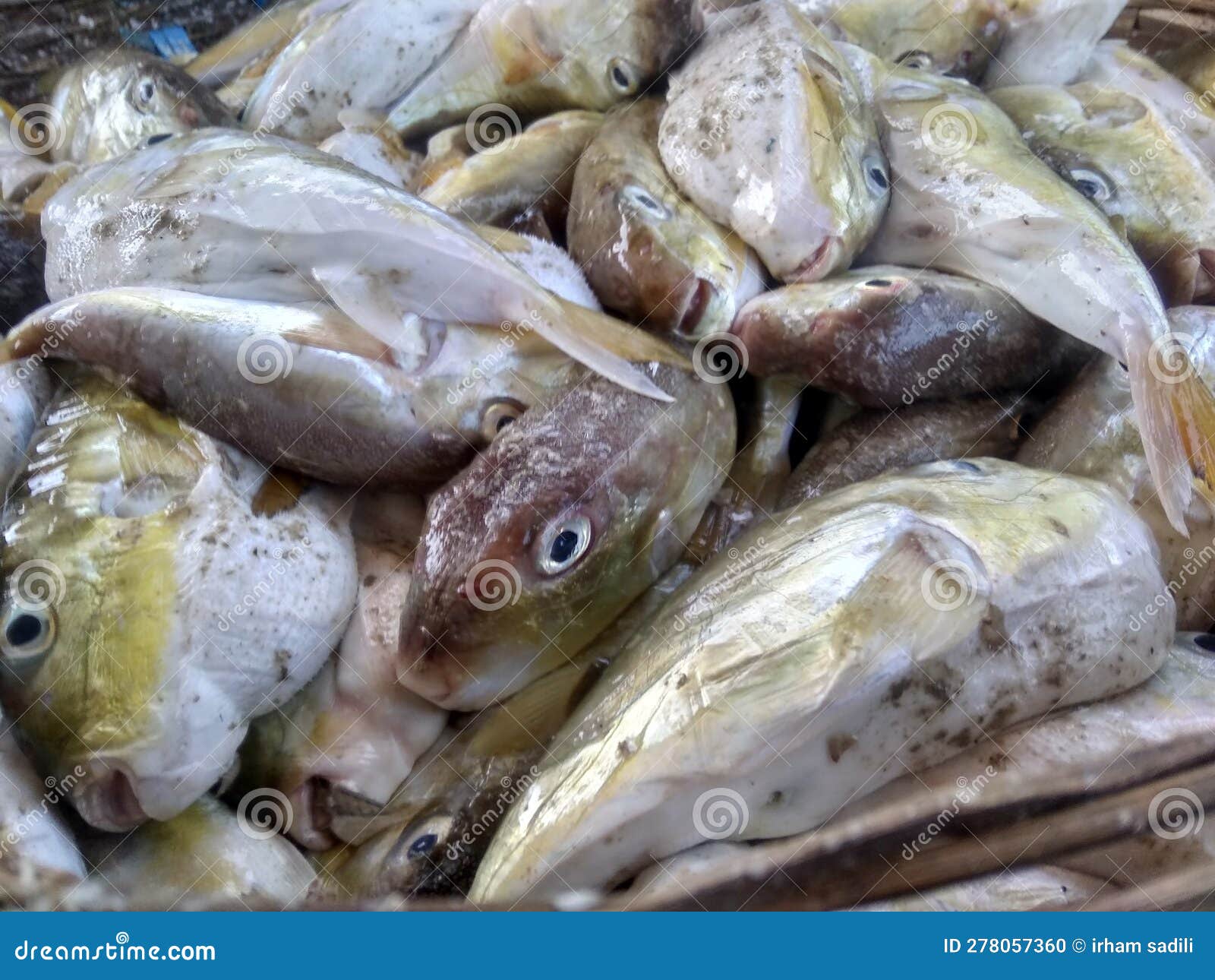 A Very Large Puffer Fish Caught Directly in the Sea Stock Photo - Image ...