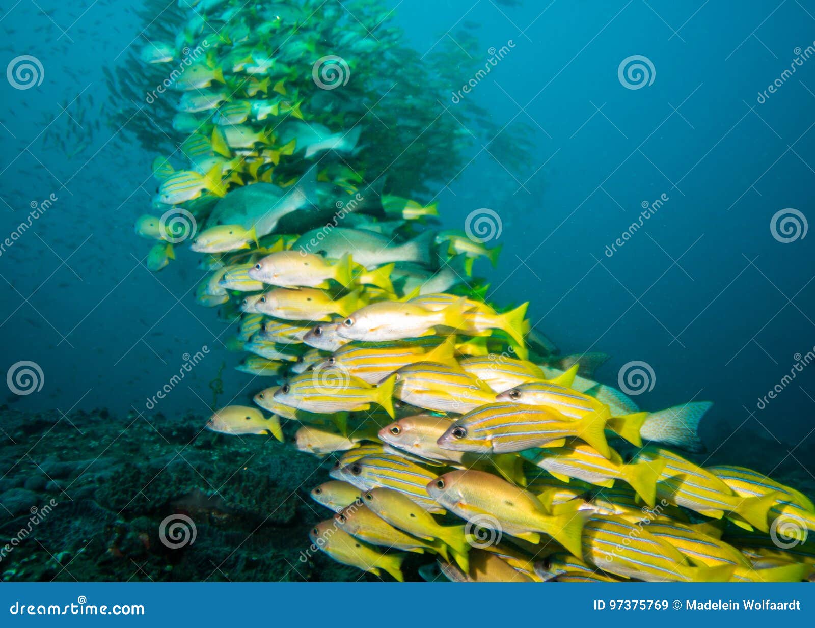 Very Large School of Snappers Over the Reef. Stock Image - Image of ...
