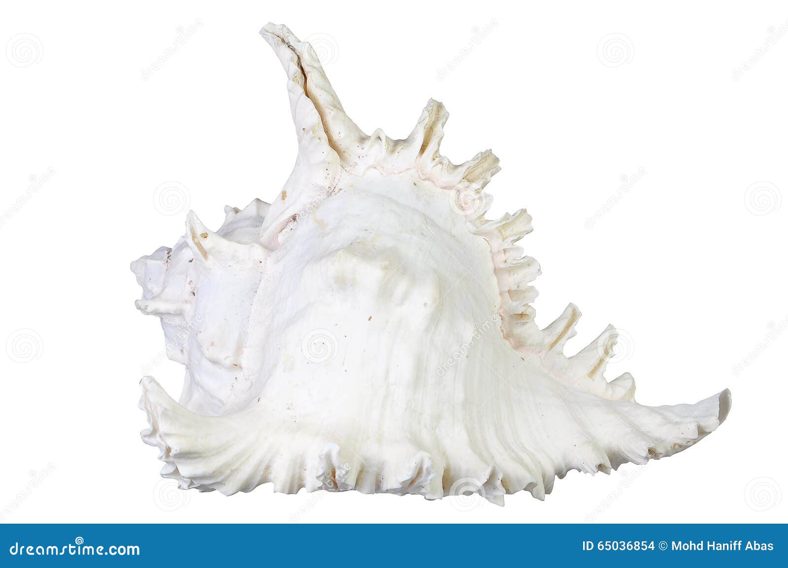 Very Large Sea Shell Isolated on White Stock Photo - Image of tropical ...
