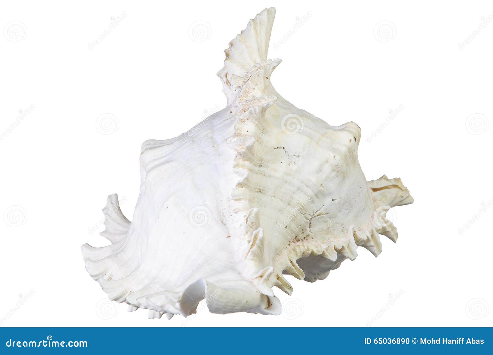 Very Large Sea Shell Isolated on White Stock Photo - Image of ocean ...