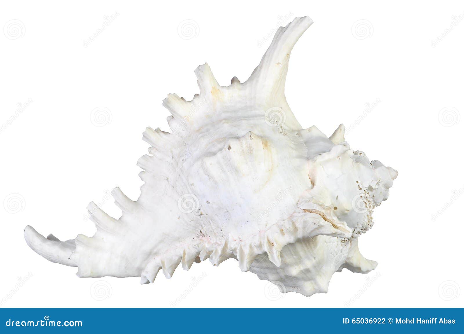 Very Large Sea Shell Isolated on White Stock Photo - Image of beach ...