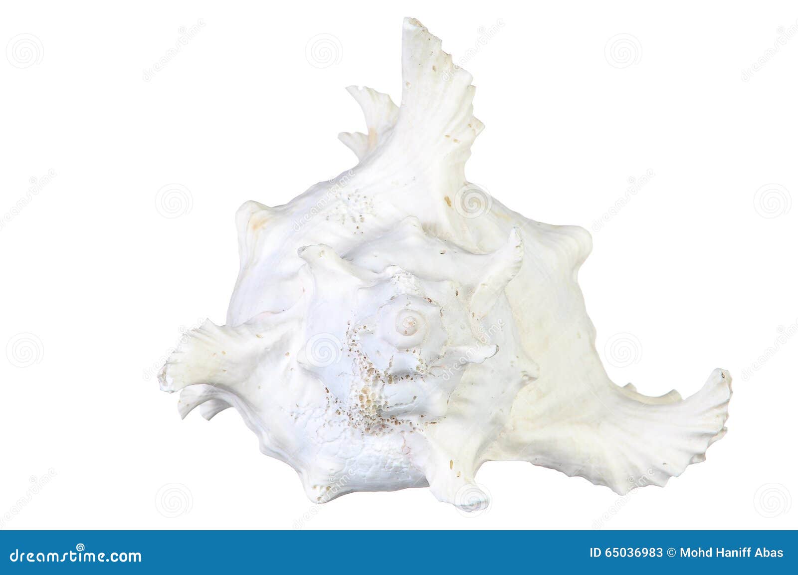 Very Large Sea Shell Isolated on White Stock Image - Image of marine ...