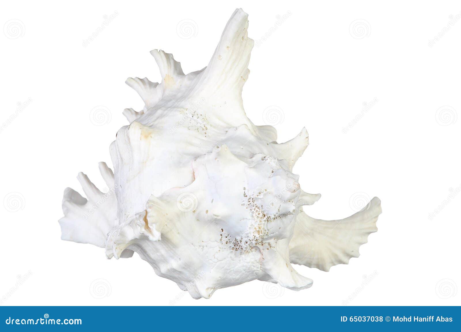 Very Large Sea Shell Isolated on White Stock Photo - Image of seafood ...