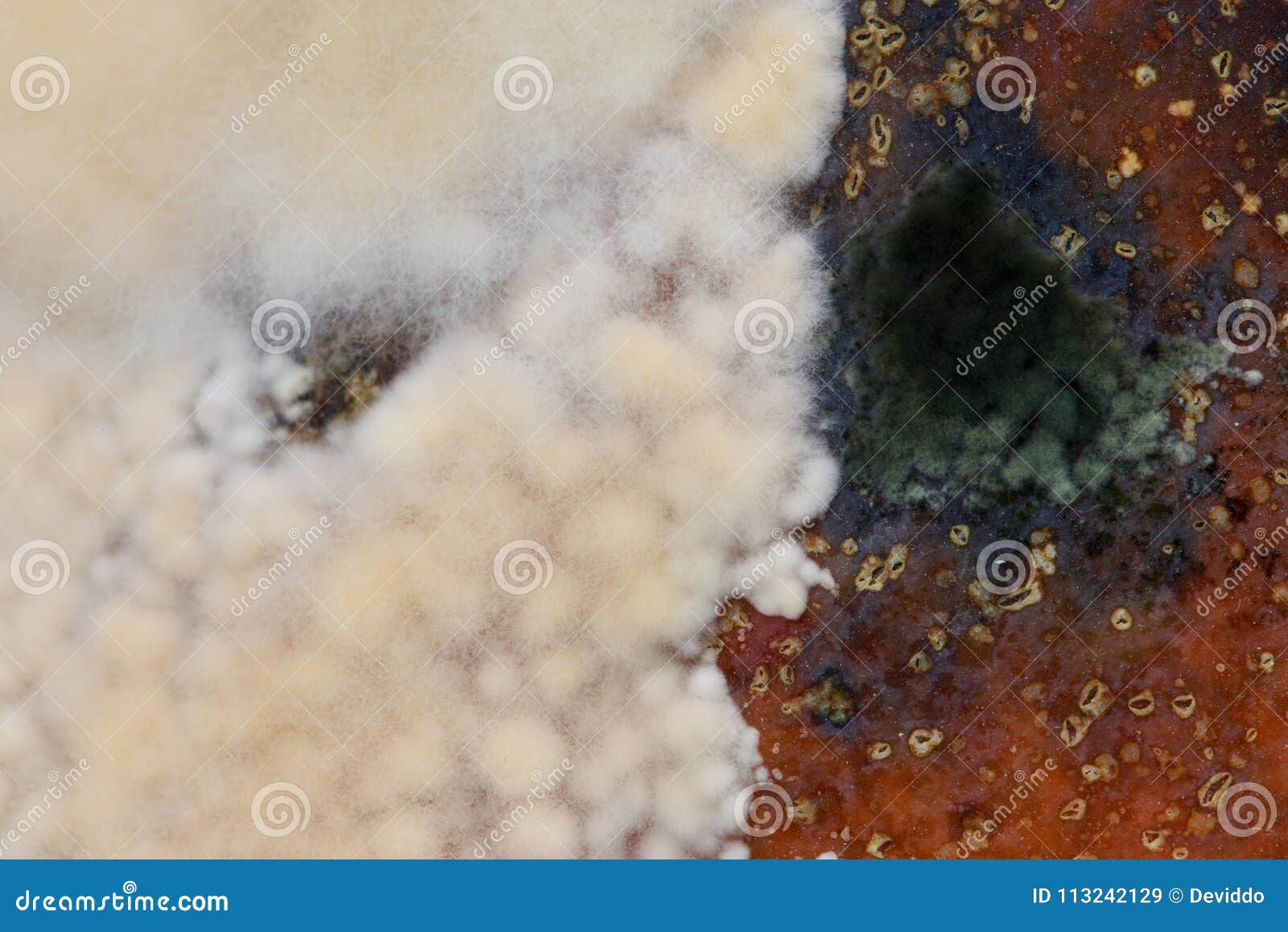 The white mold stock image. Image of dirty, contaminate - 113242129