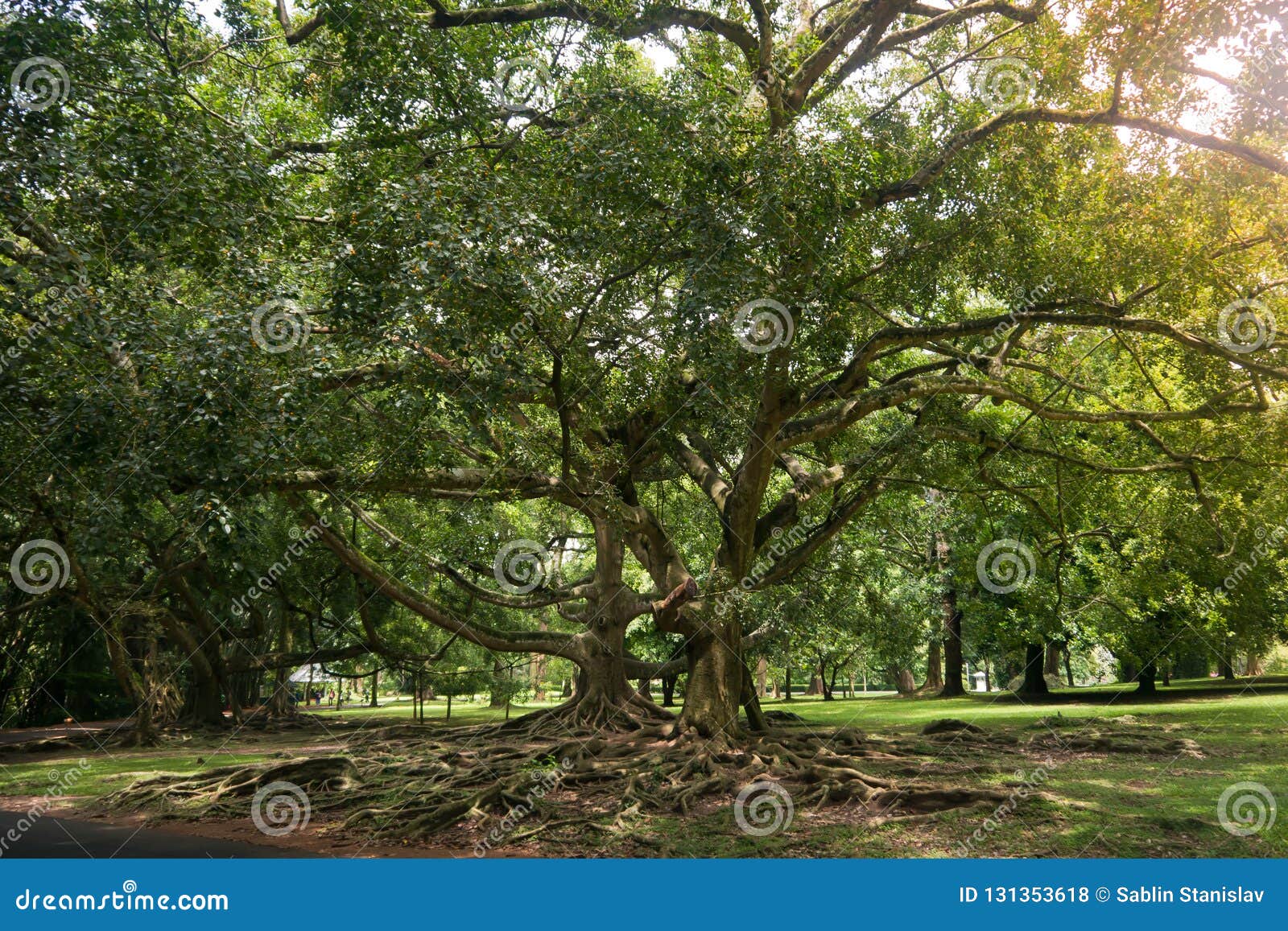 Very Large Spreading Tree in Asia. Stock Photo - Image of fresh, nature ...